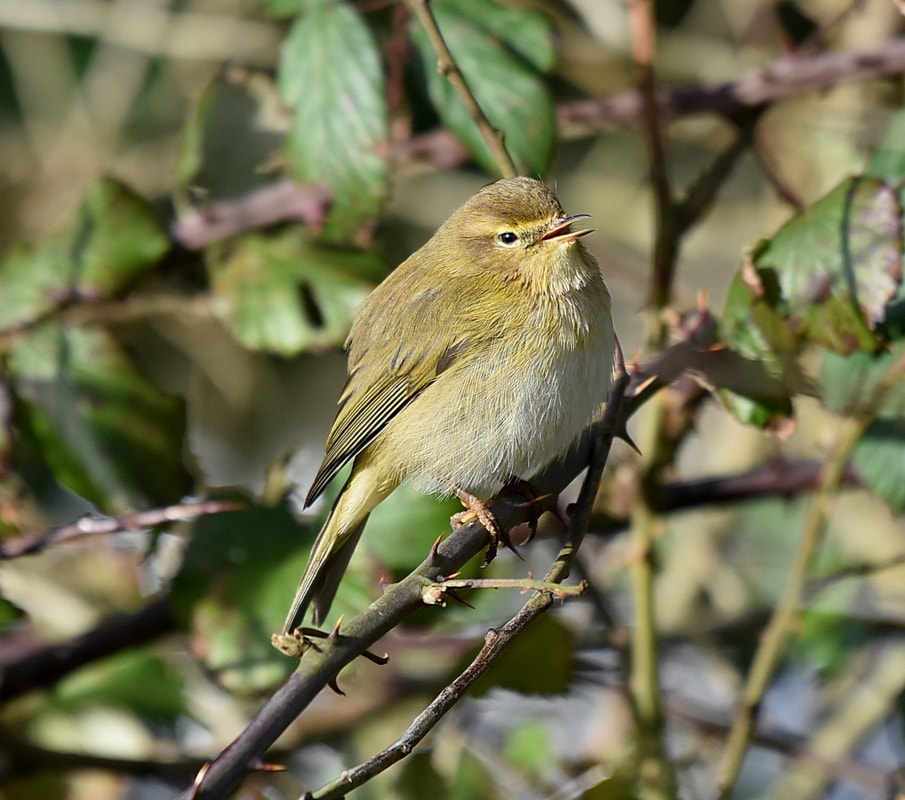 Common Chiffchaff by John Rowe - BirdGuides