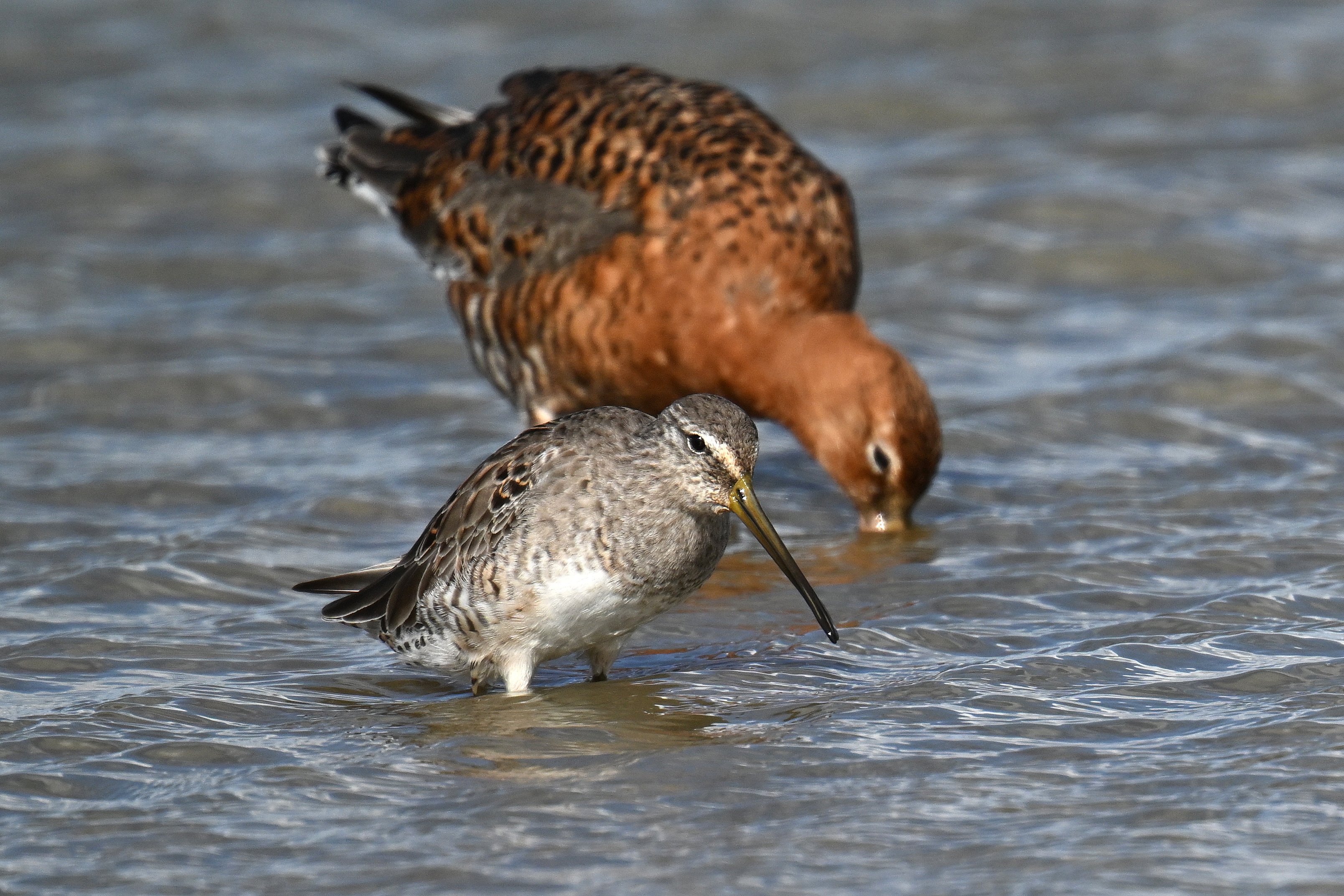 Long-billed Dowitcher by Nick Appleton - BirdGuides