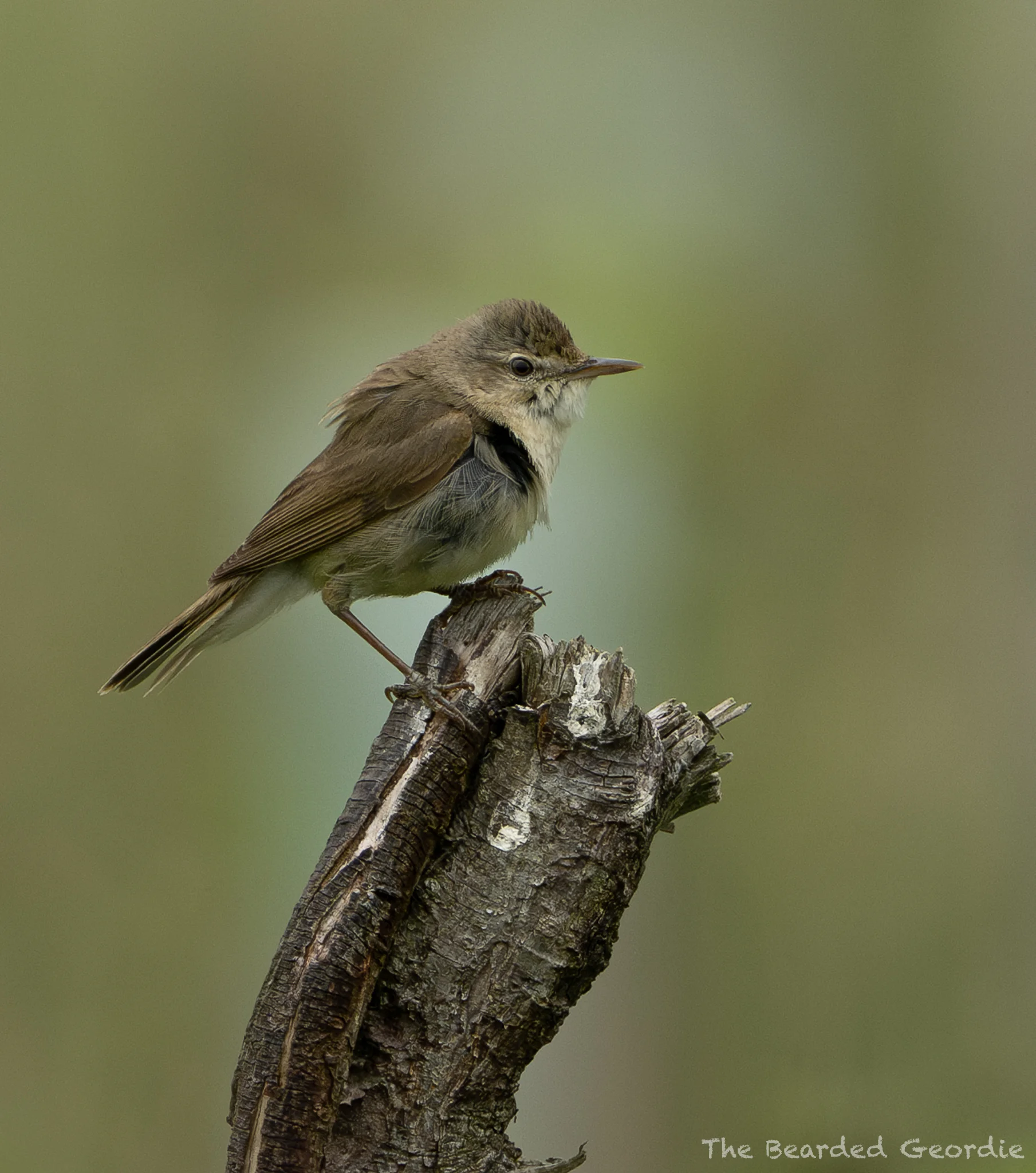 Sighting Report - BirdGuides