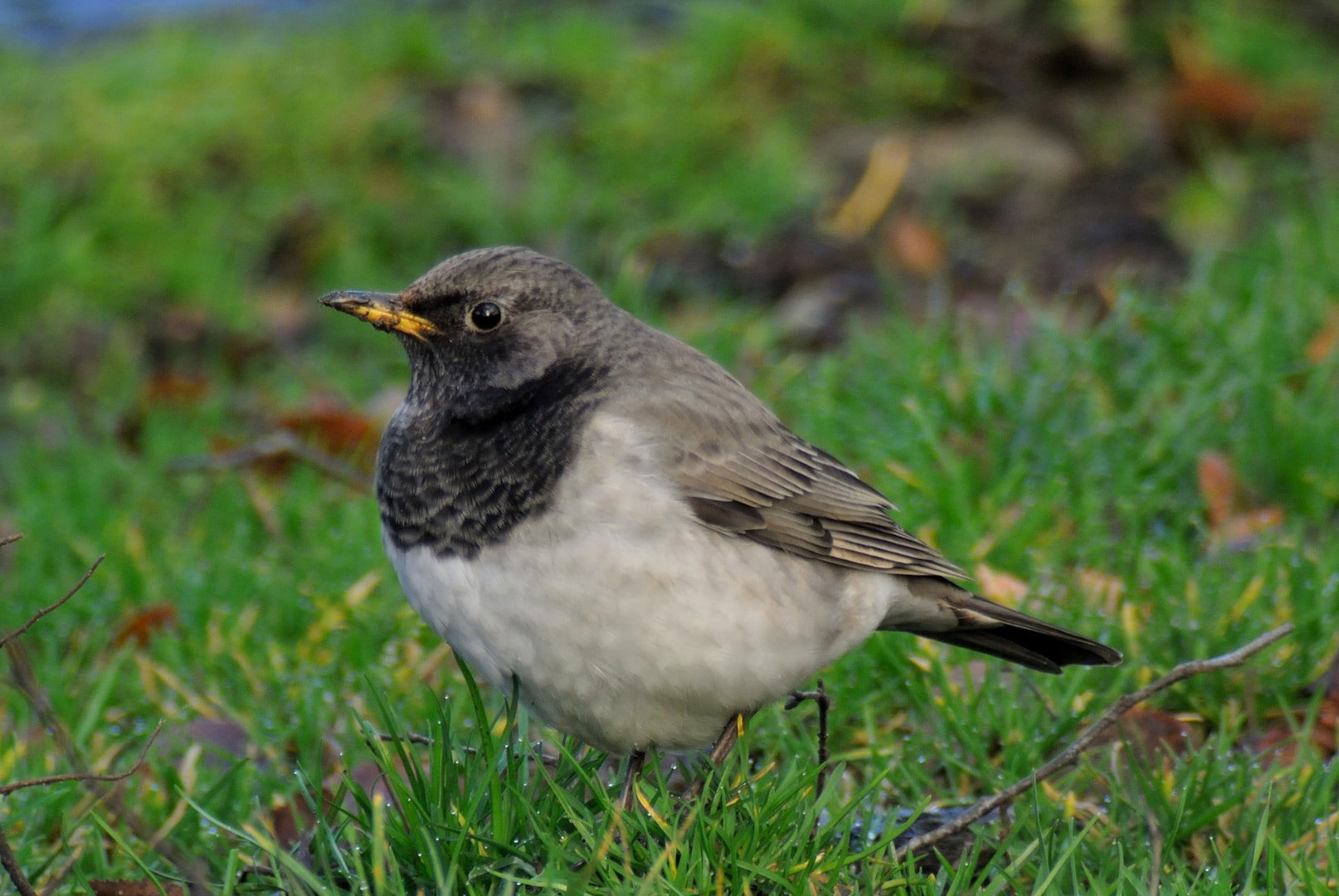 Black-throated Thrush by Jonathan Theobald - BirdGuides