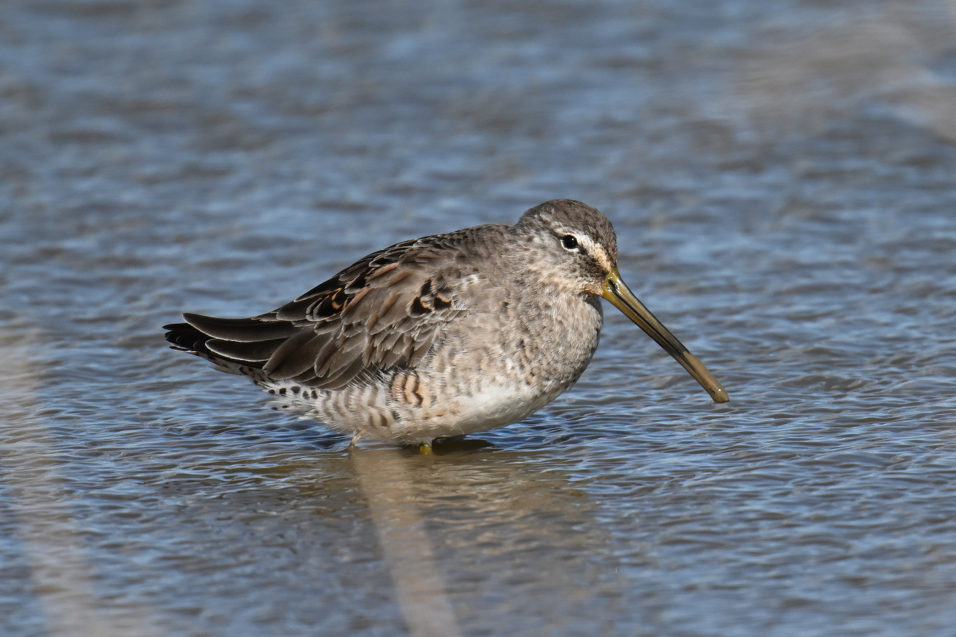 Long-billed Dowitcher by Nick Appleton - BirdGuides