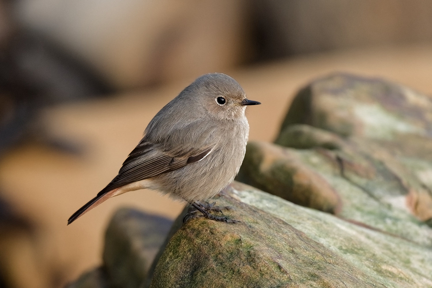 Black Redstart by Frank Golding - BirdGuides