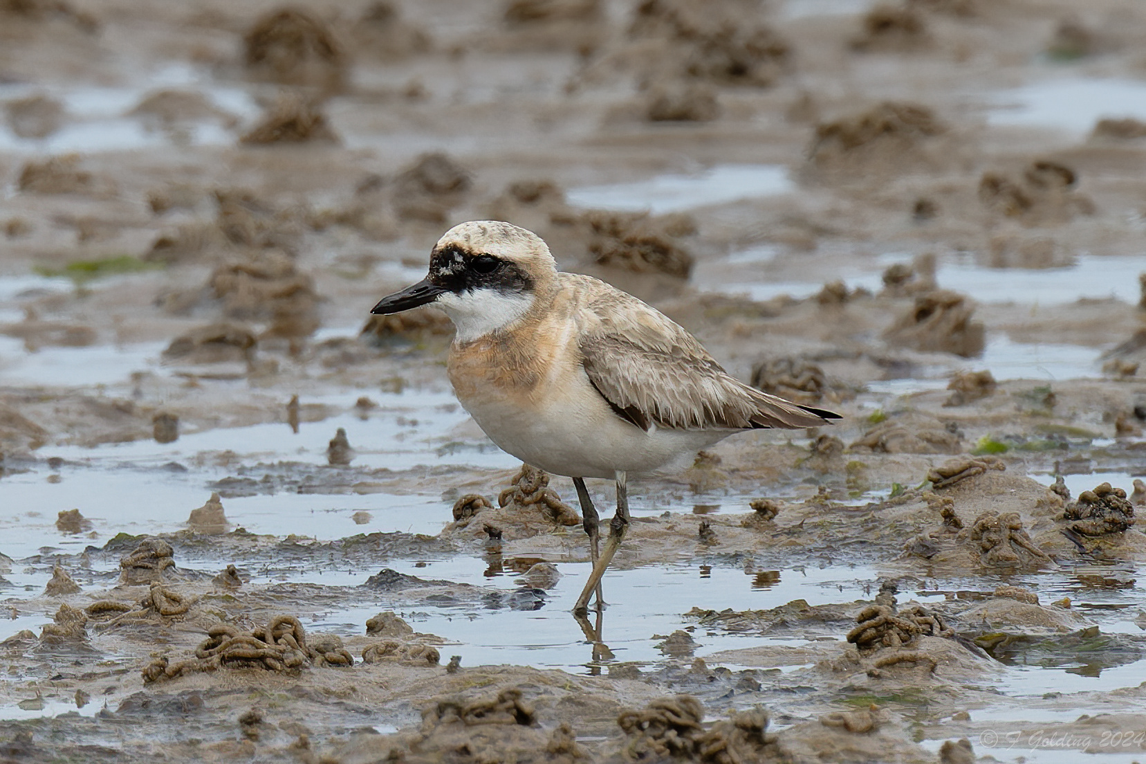 Greater Sand Plover by Frank Golding - BirdGuides