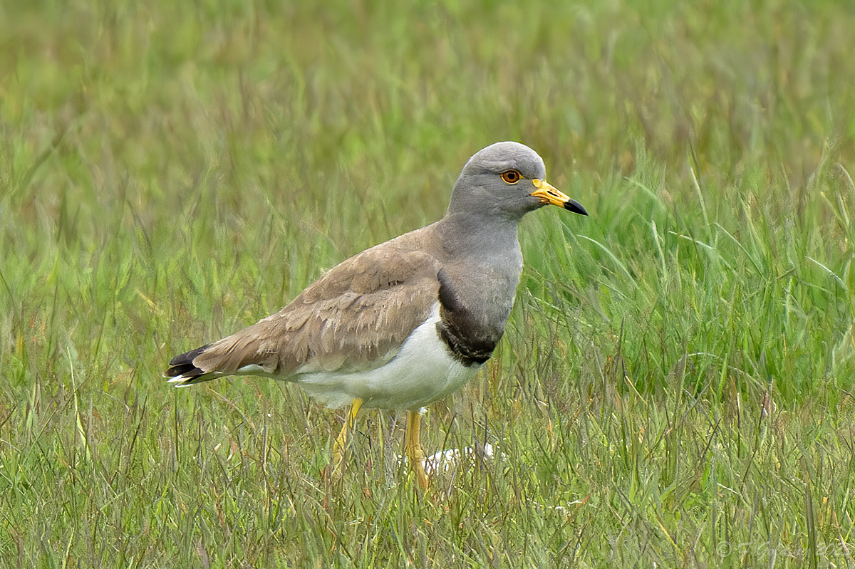 Grey-headed Lapwing by Frank Golding - BirdGuides