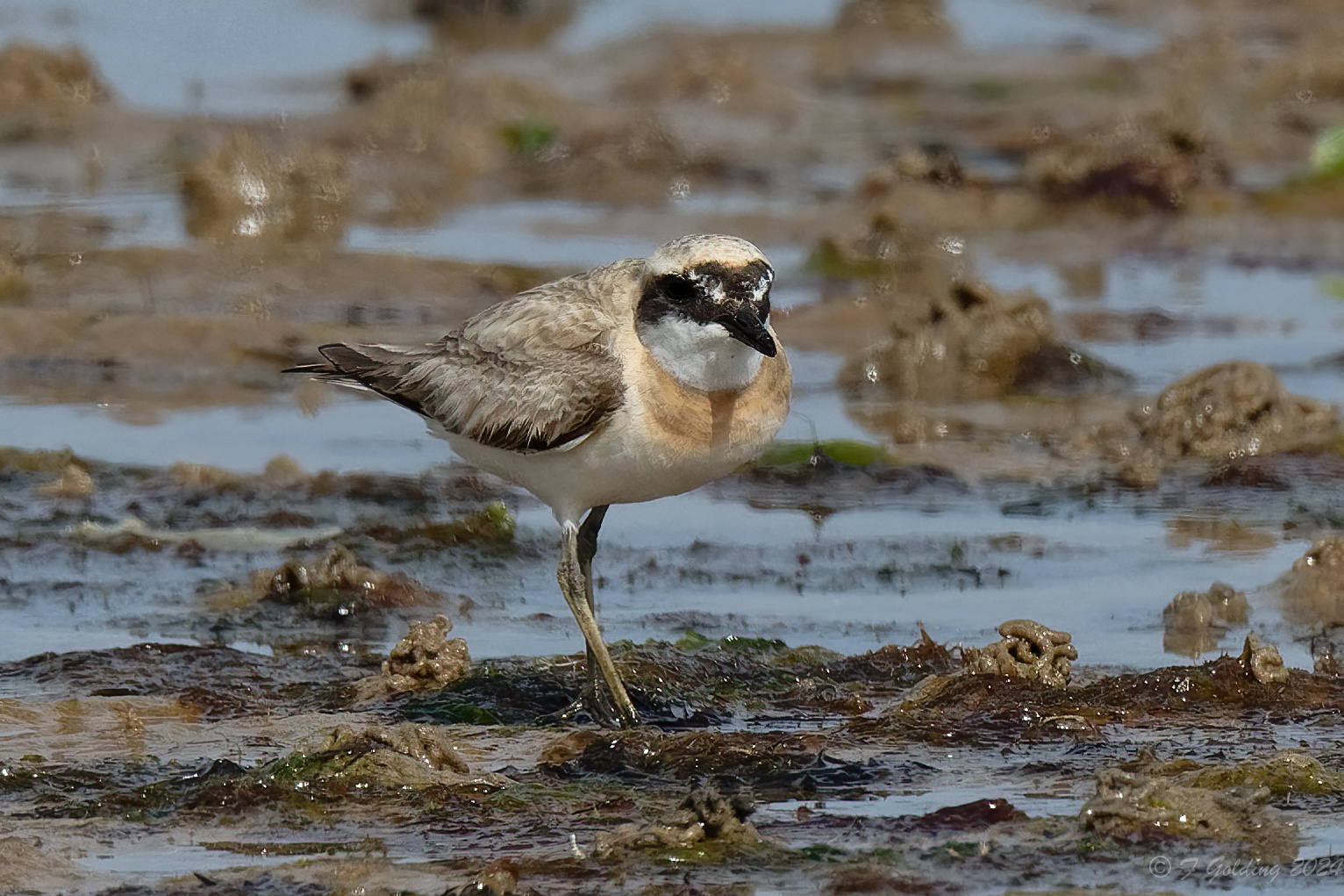 Greater Sand Plover by Frank Golding - BirdGuides