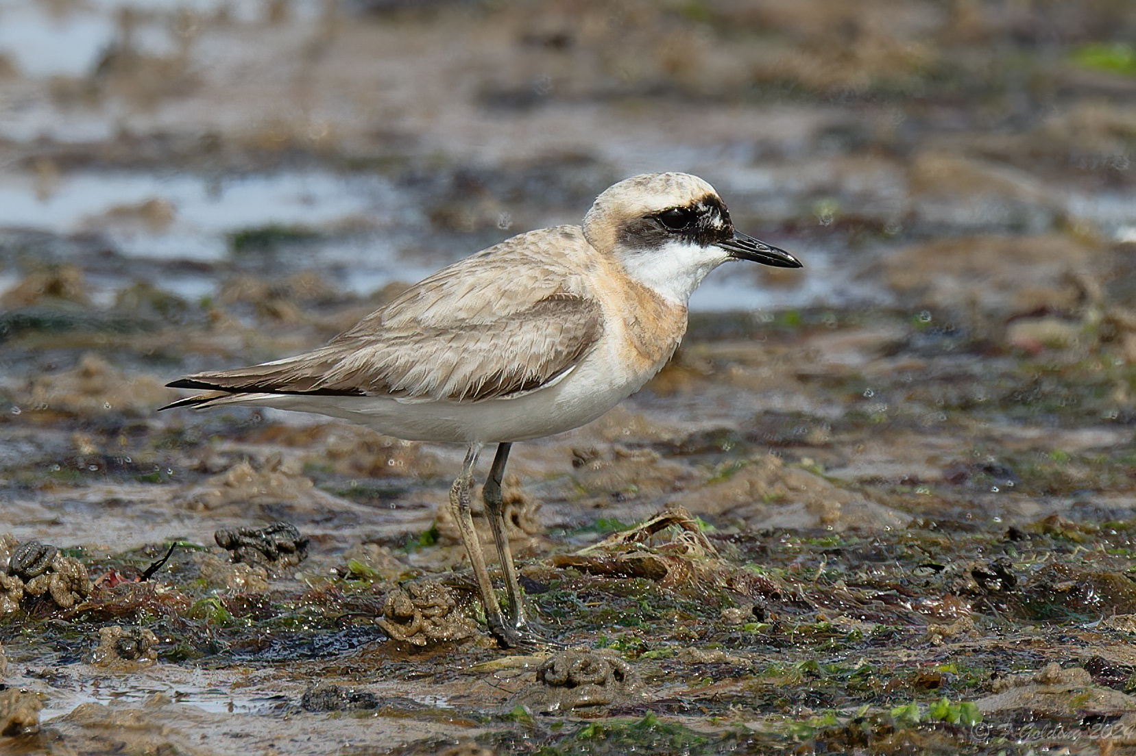 Greater Sand Plover by Frank Golding - BirdGuides