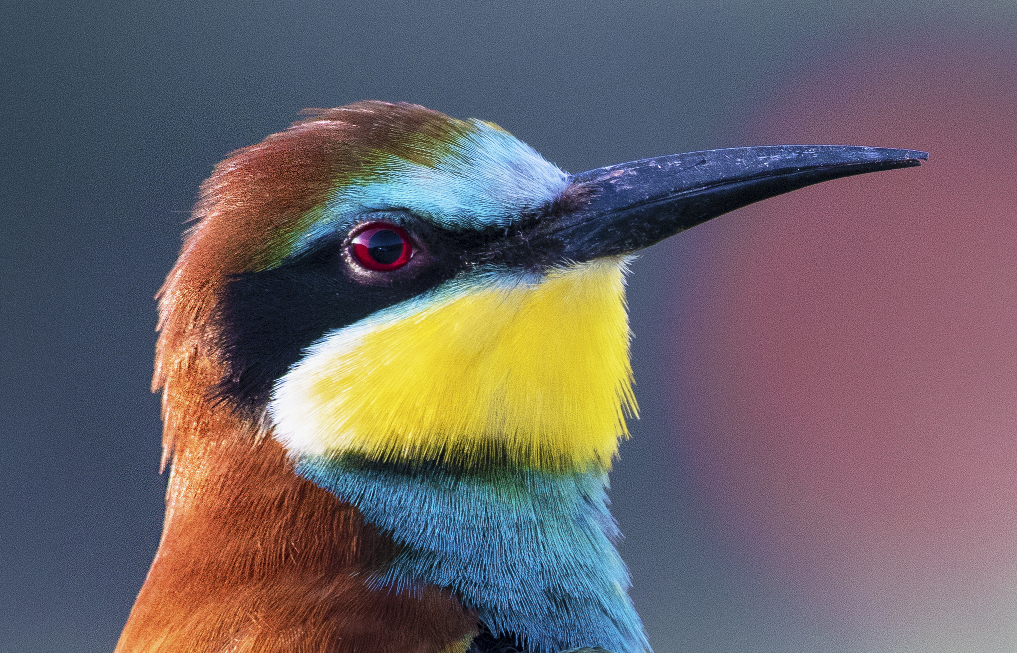 Details : European Bee-eater - BirdGuides
