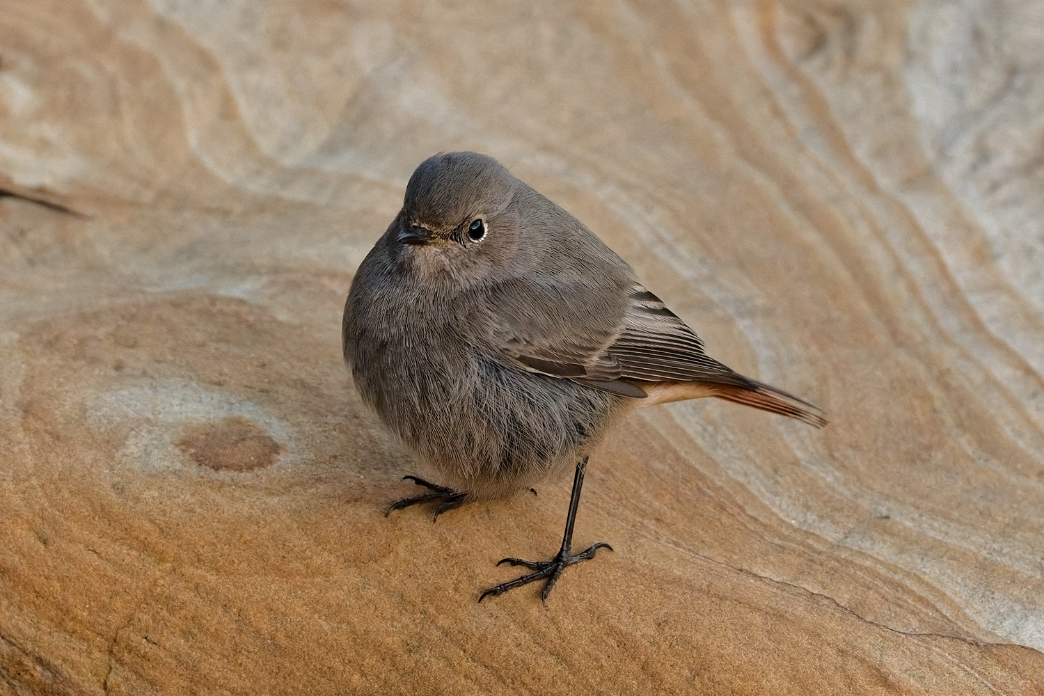 Black Redstart by Frank Golding - BirdGuides