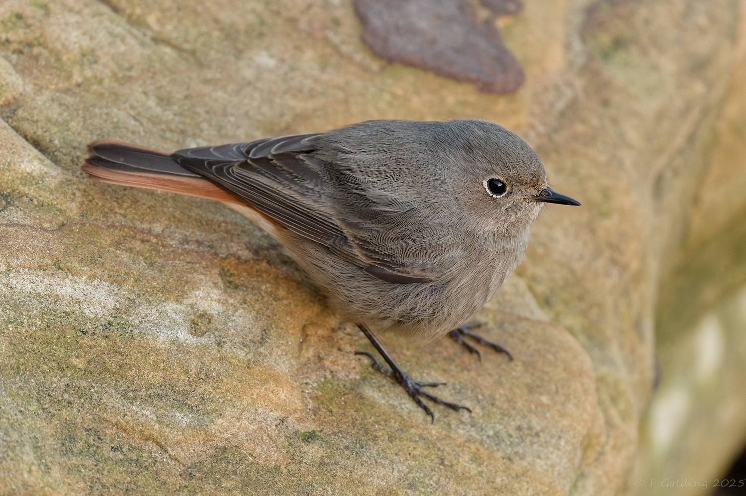 Black Redstart by Frank Golding - BirdGuides