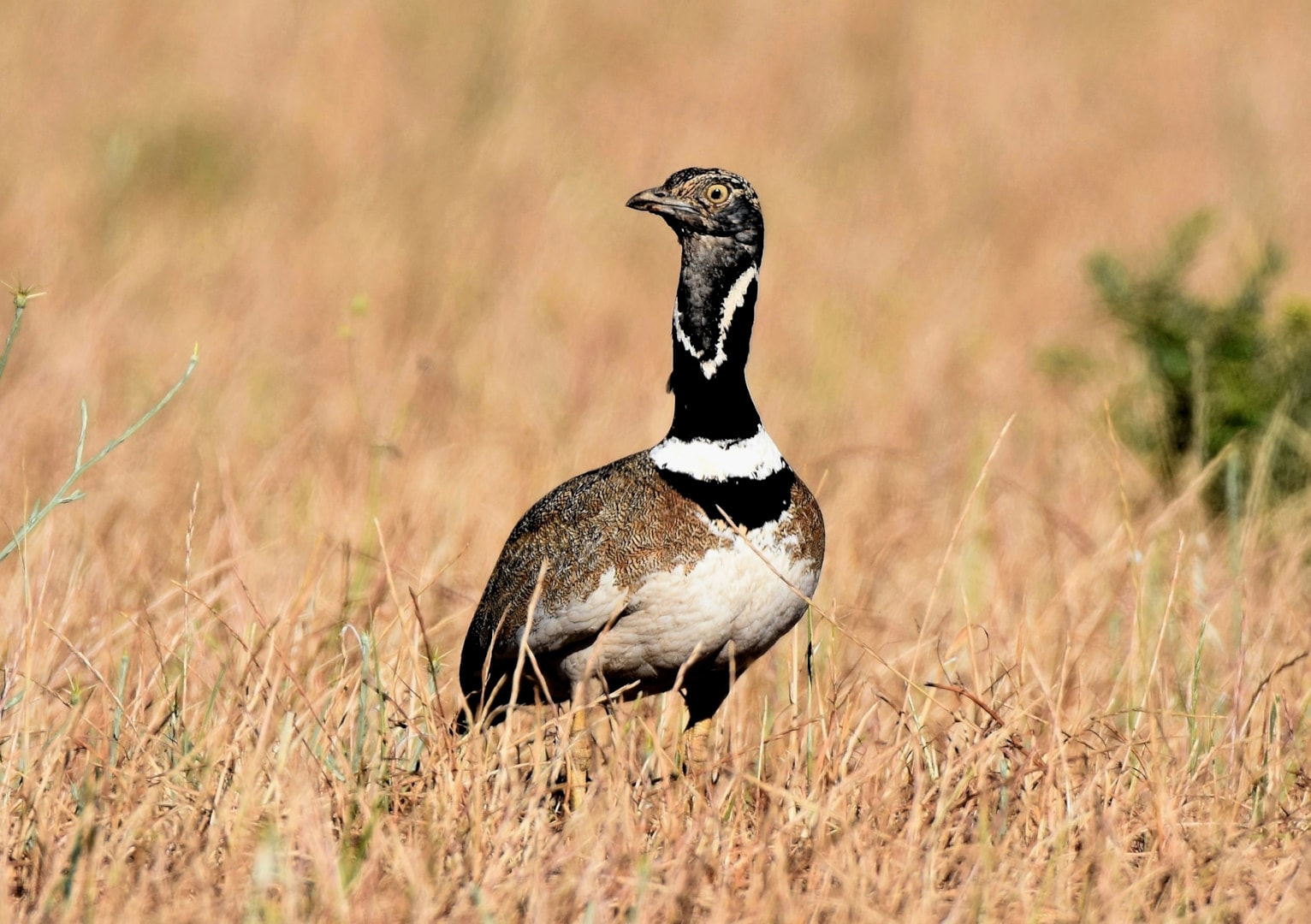 Little Bustard by W Schulenburg - BirdGuides