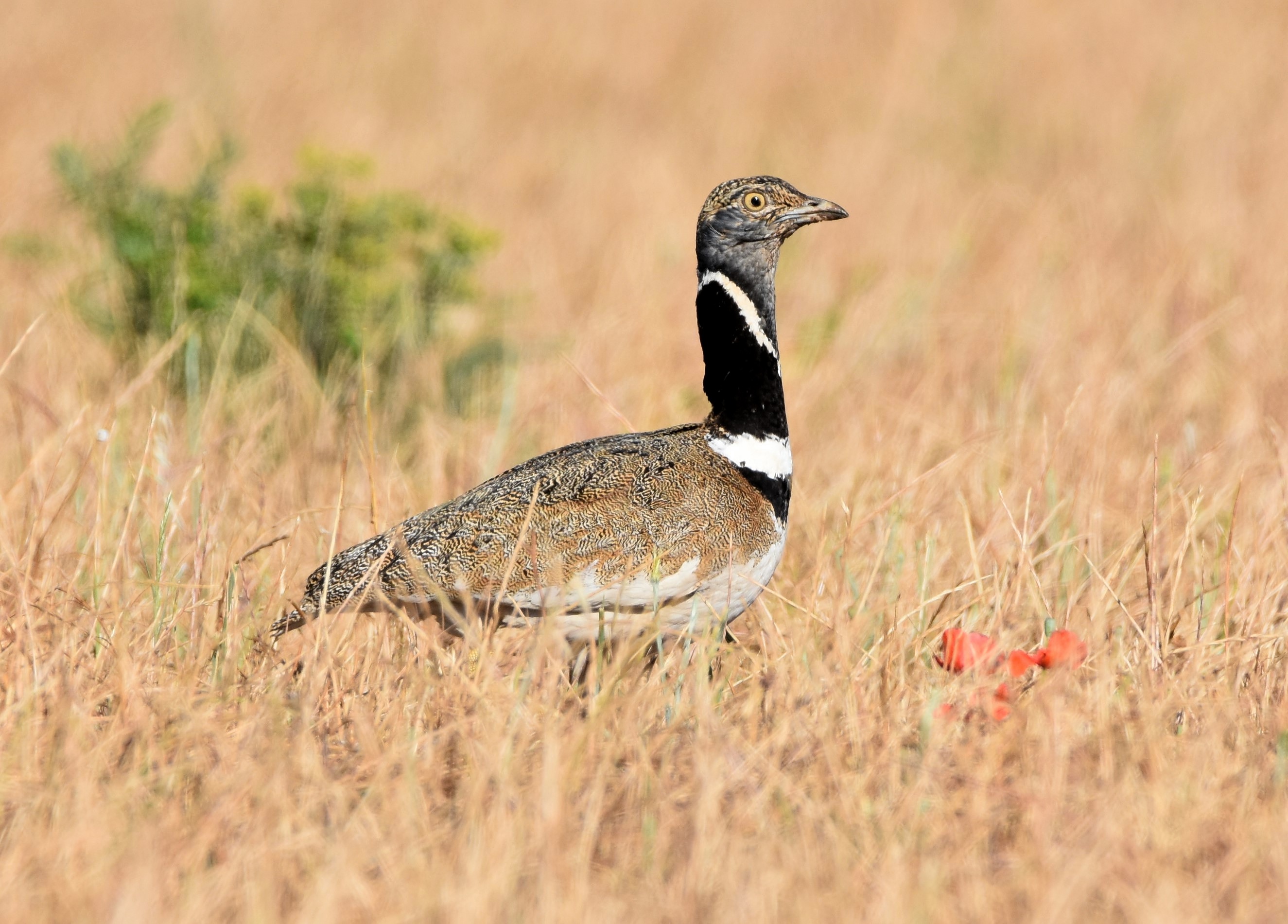 Details : Little Bustard - BirdGuides