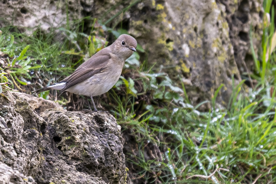 Details : Taiga Flycatcher - BirdGuides