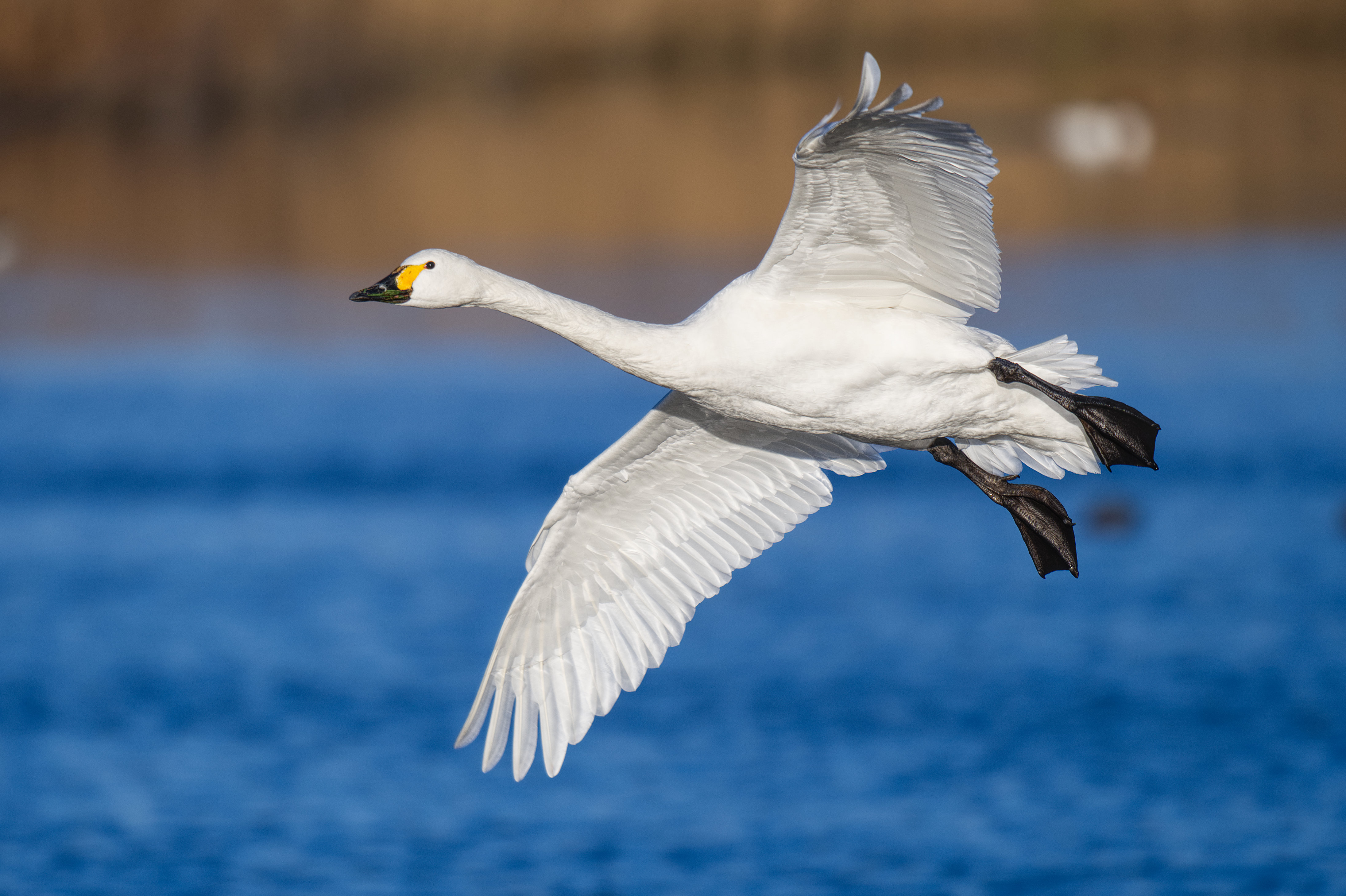 Blank winter for Bewick's Swan in Ireland - BirdGuides