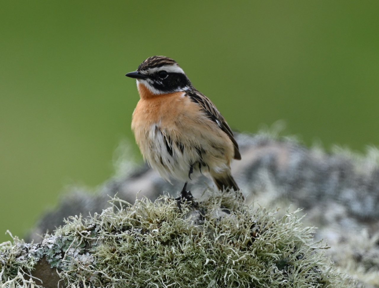 Whinchat by Roger Ridley - BirdGuides