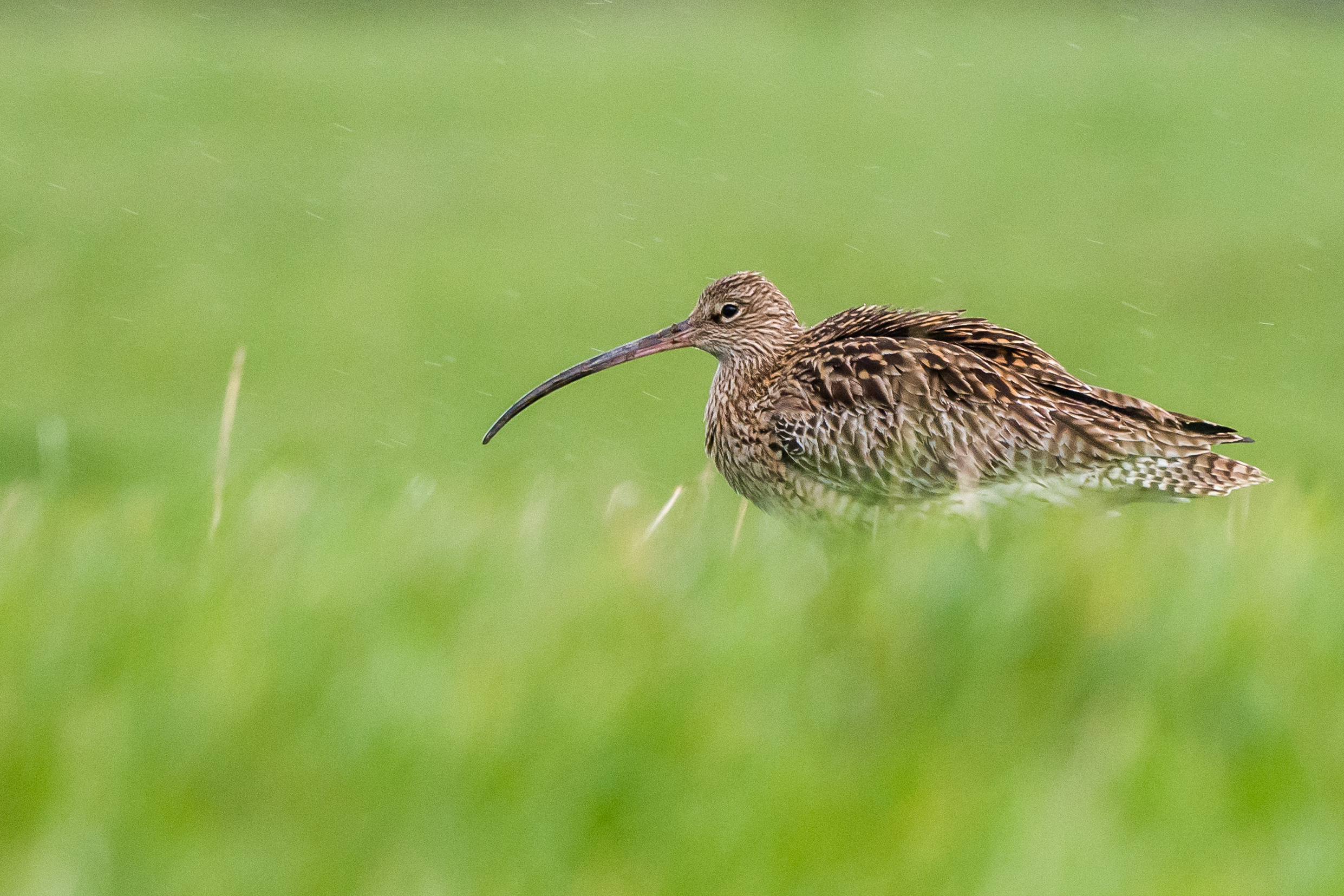 Curlew on the rise in Orkney following Stoat cull - BirdGuides