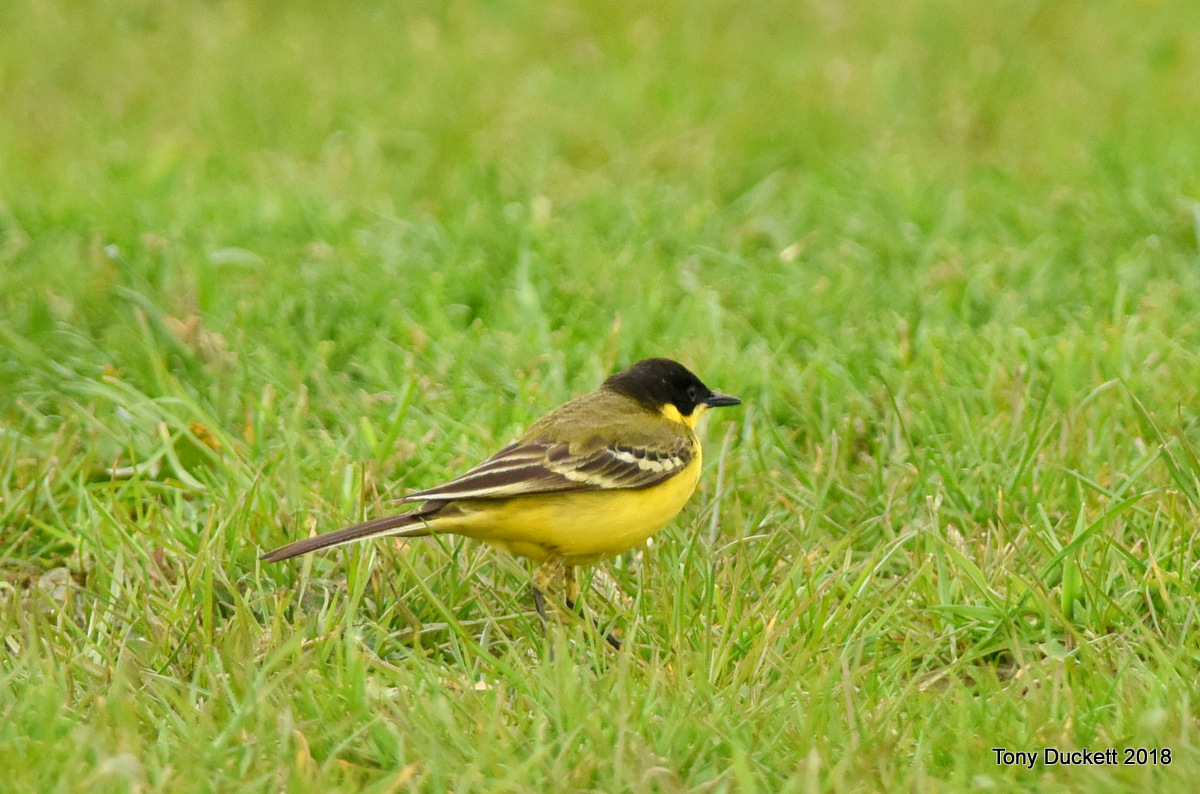 Black-headed Wagtail by Tony Duckett - BirdGuides