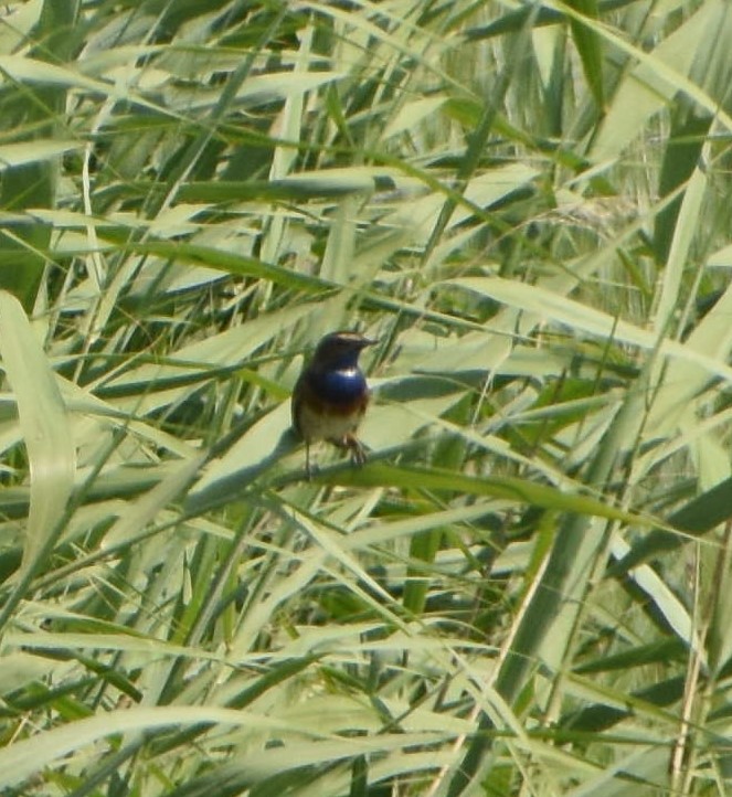 White-spotted Bluethroat by Harshith Karthik Parthiban - BirdGuides
