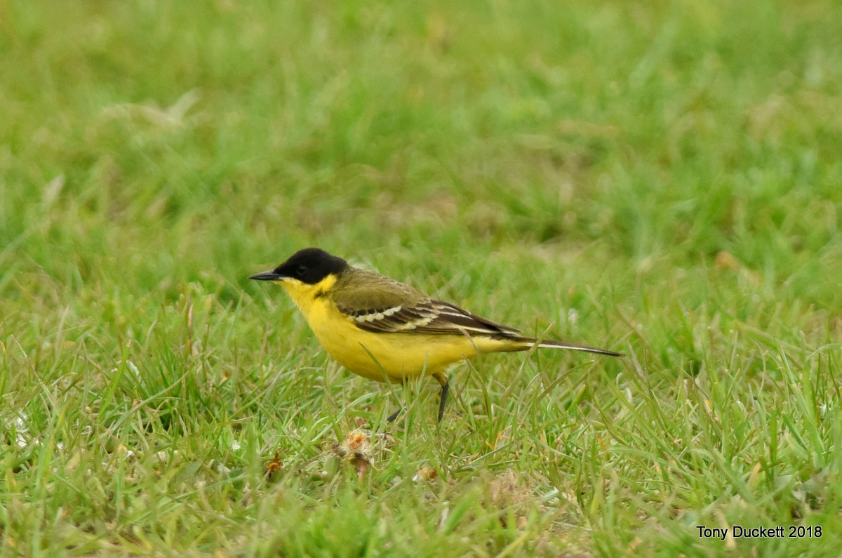 Black-headed Wagtail by Tony Duckett - BirdGuides