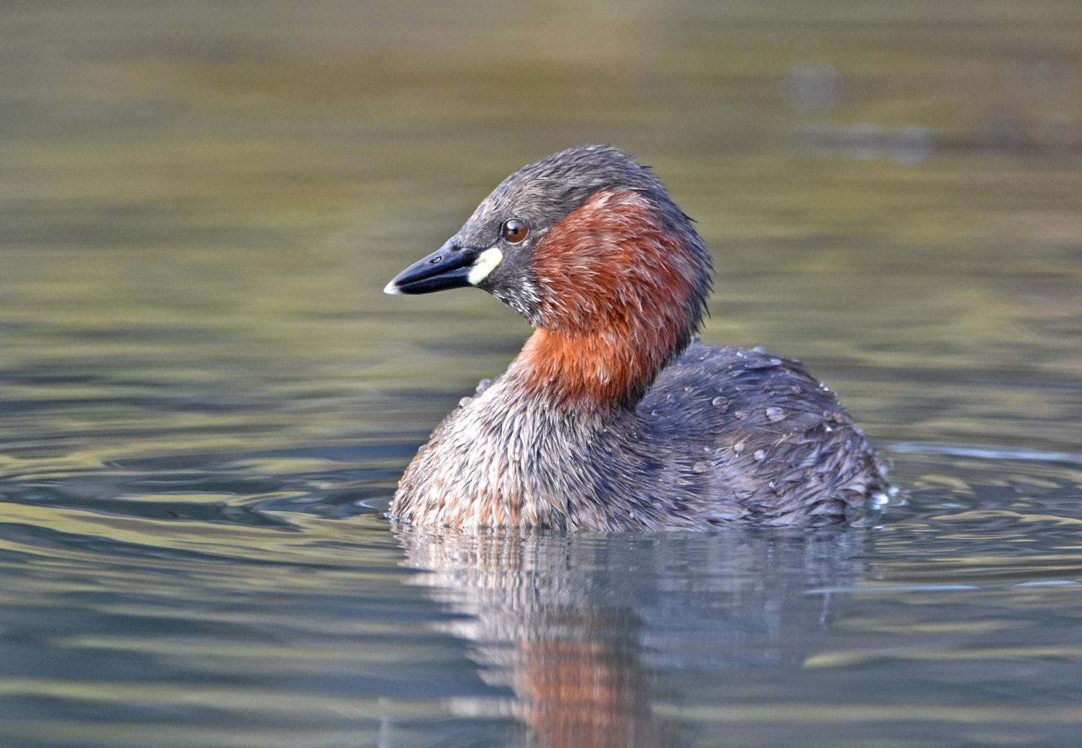 Little Grebe by Neil Loverock - BirdGuides
