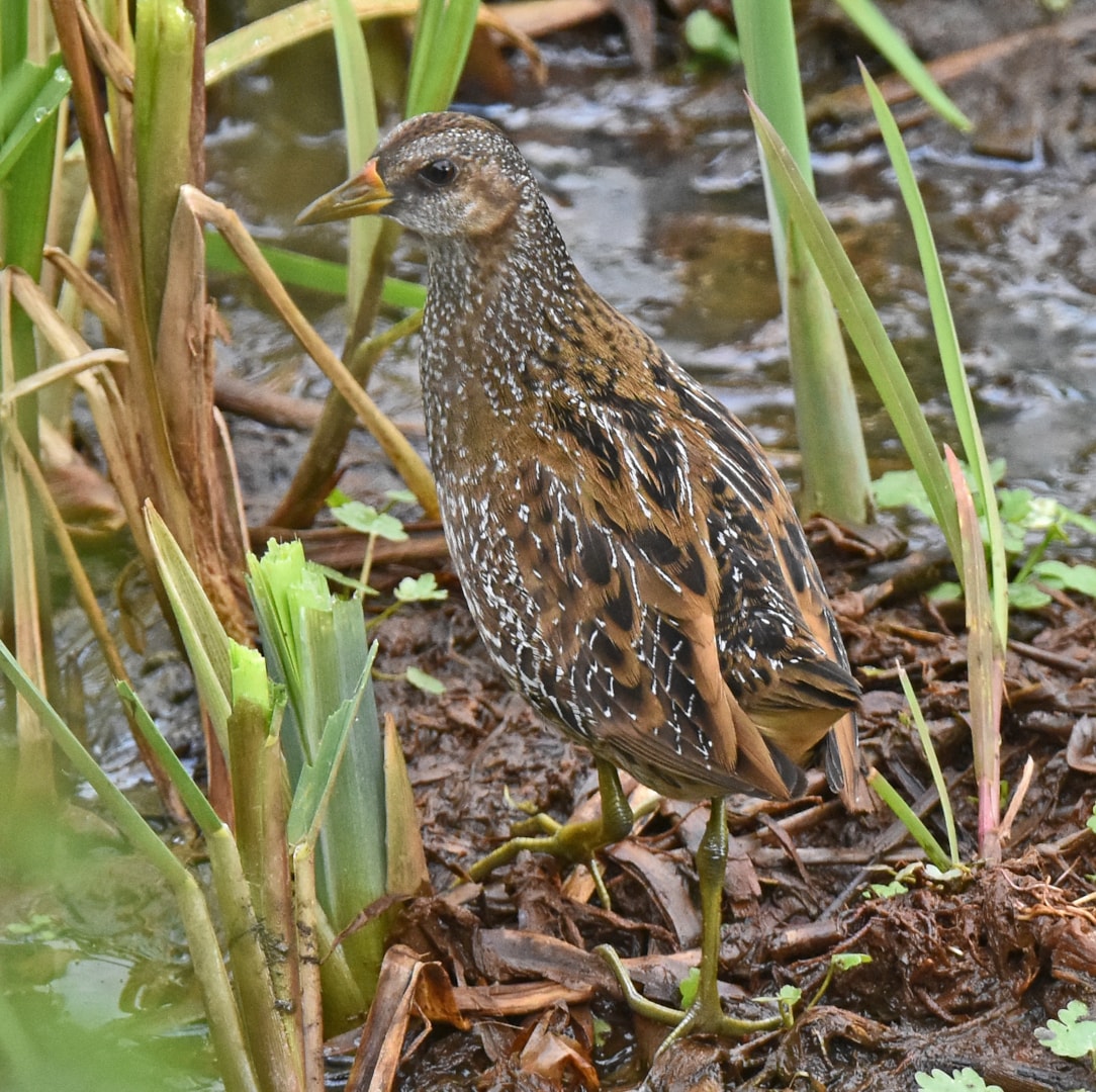 Spotted Crake by Denis Tuck - BirdGuides