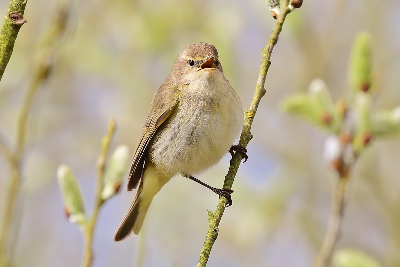 Common Chiffchaff by Neil Rendall - BirdGuides