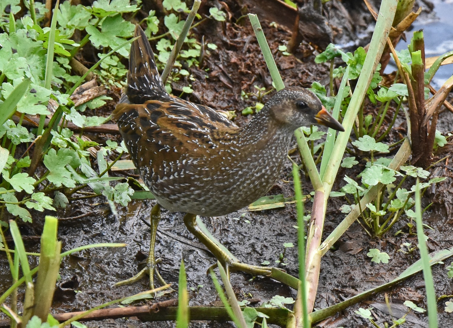 Spotted Crake by Denis Tuck - BirdGuides