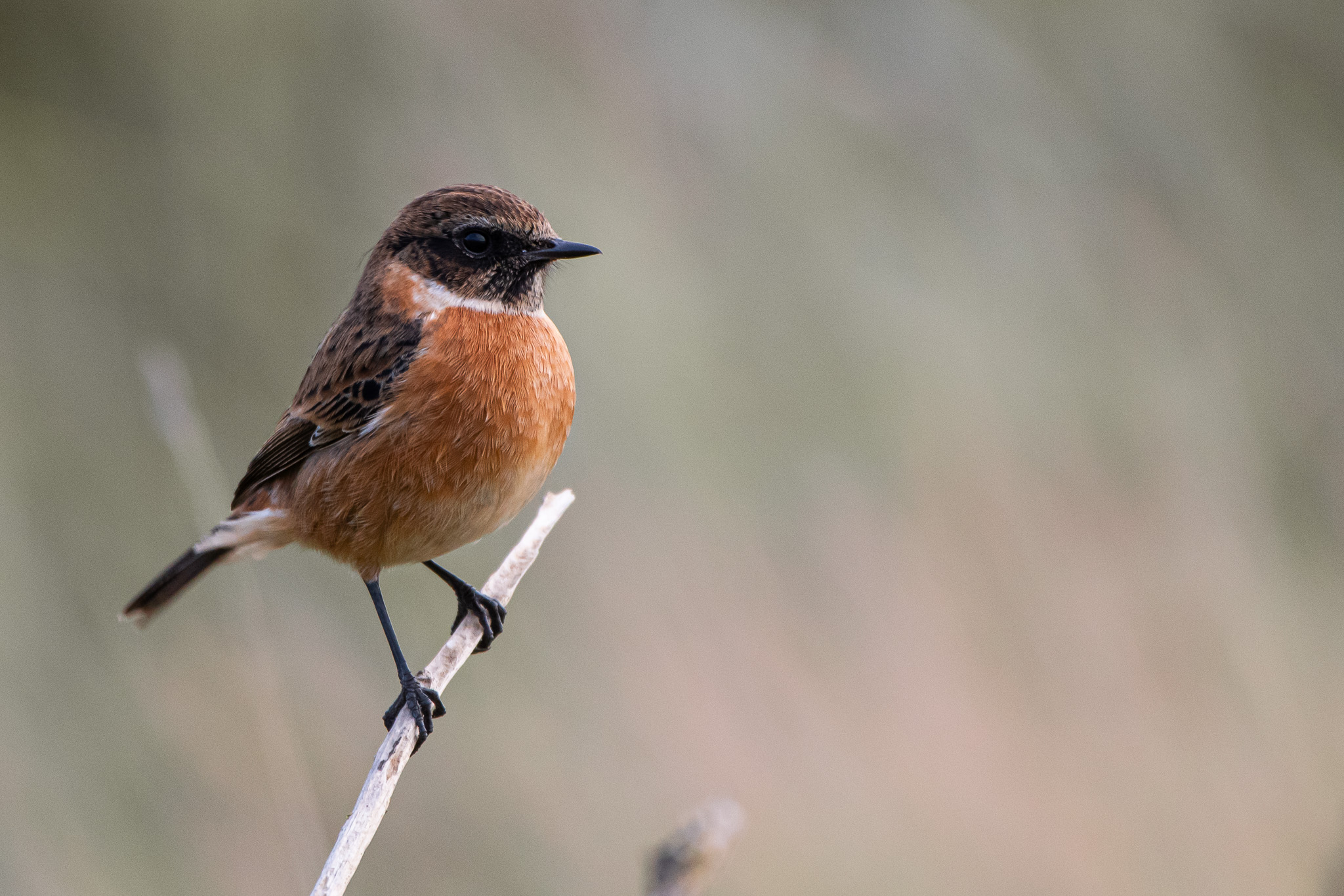 European Stonechat by Flynn Smith - BirdGuides