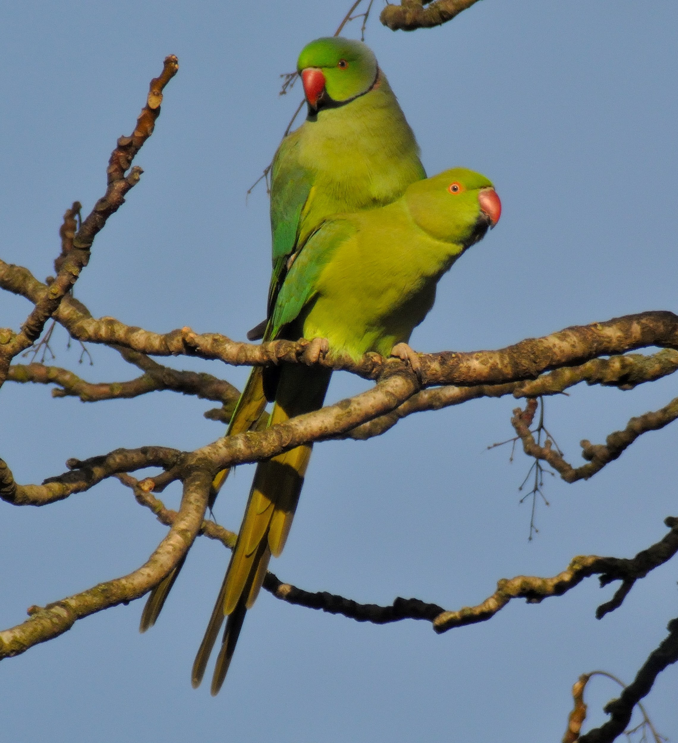 Ring-necked Parakeet by Jonathan Theobald - BirdGuides