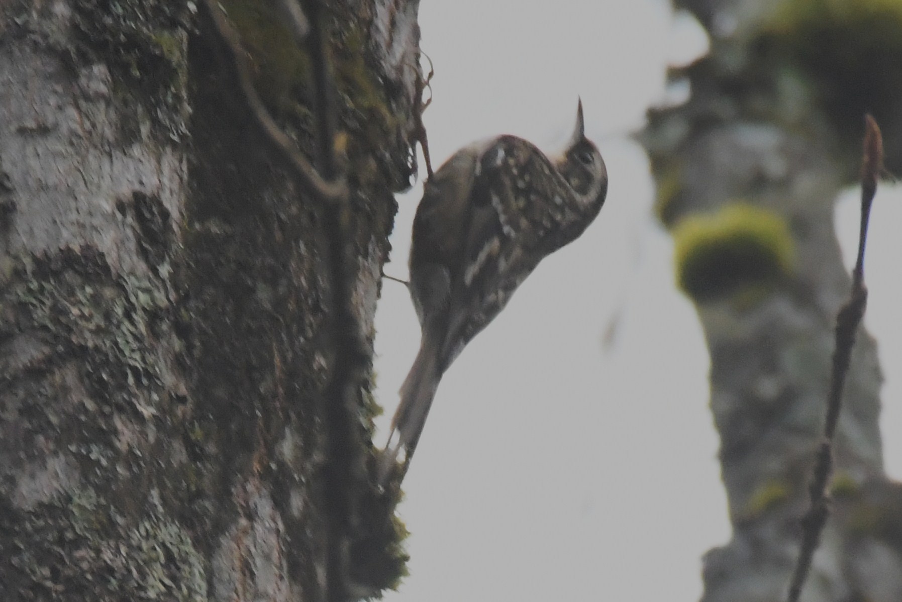 Sichuan Treecreeper by Tim Dean - BirdGuides