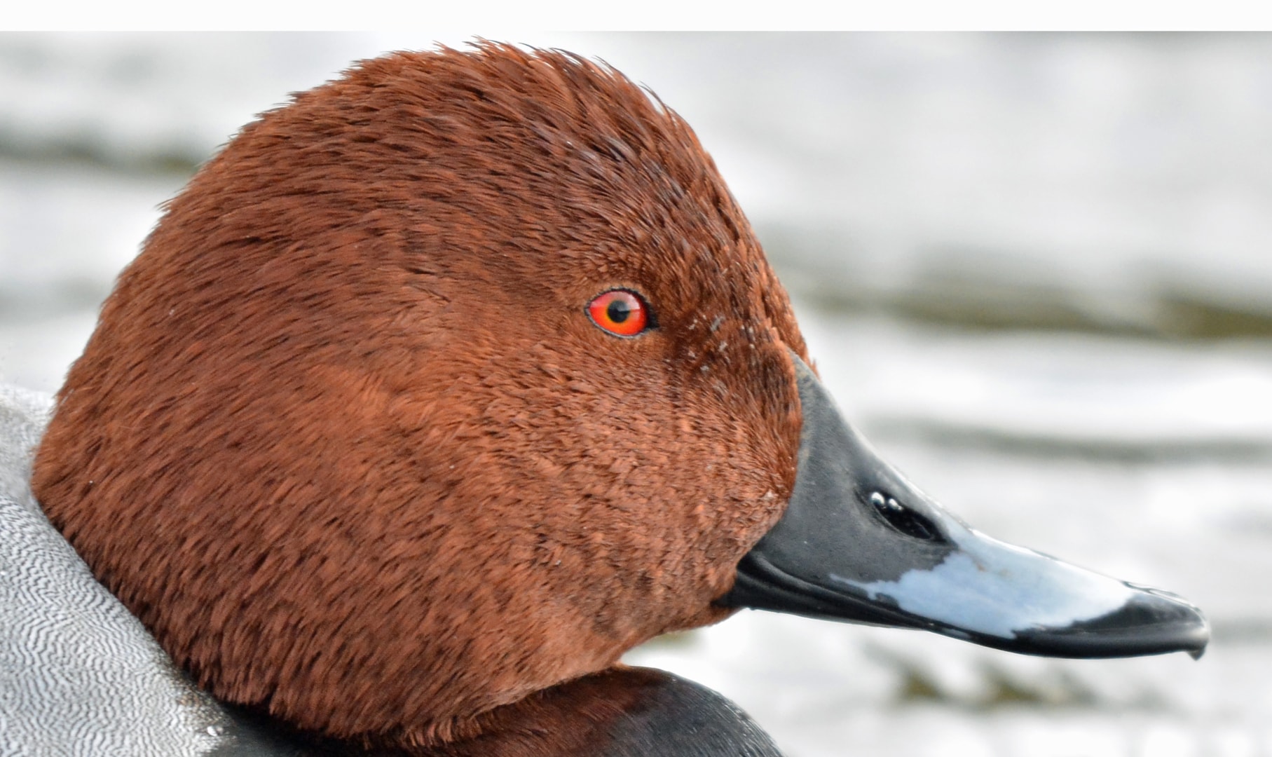 Common Pochard by Chris Nicholls - BirdGuides