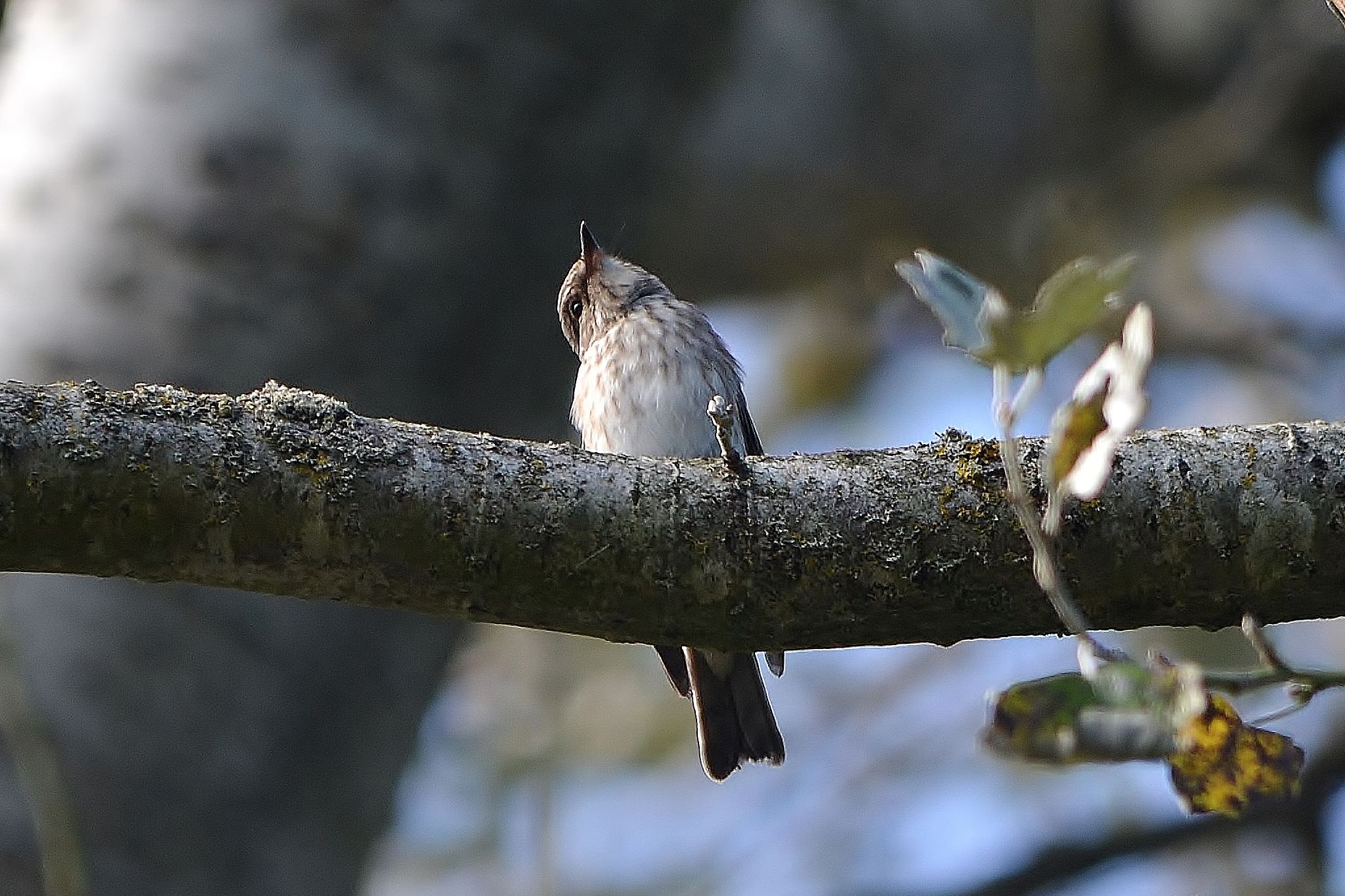 Spotted Flycatcher by Malcolm Robertson - BirdGuides