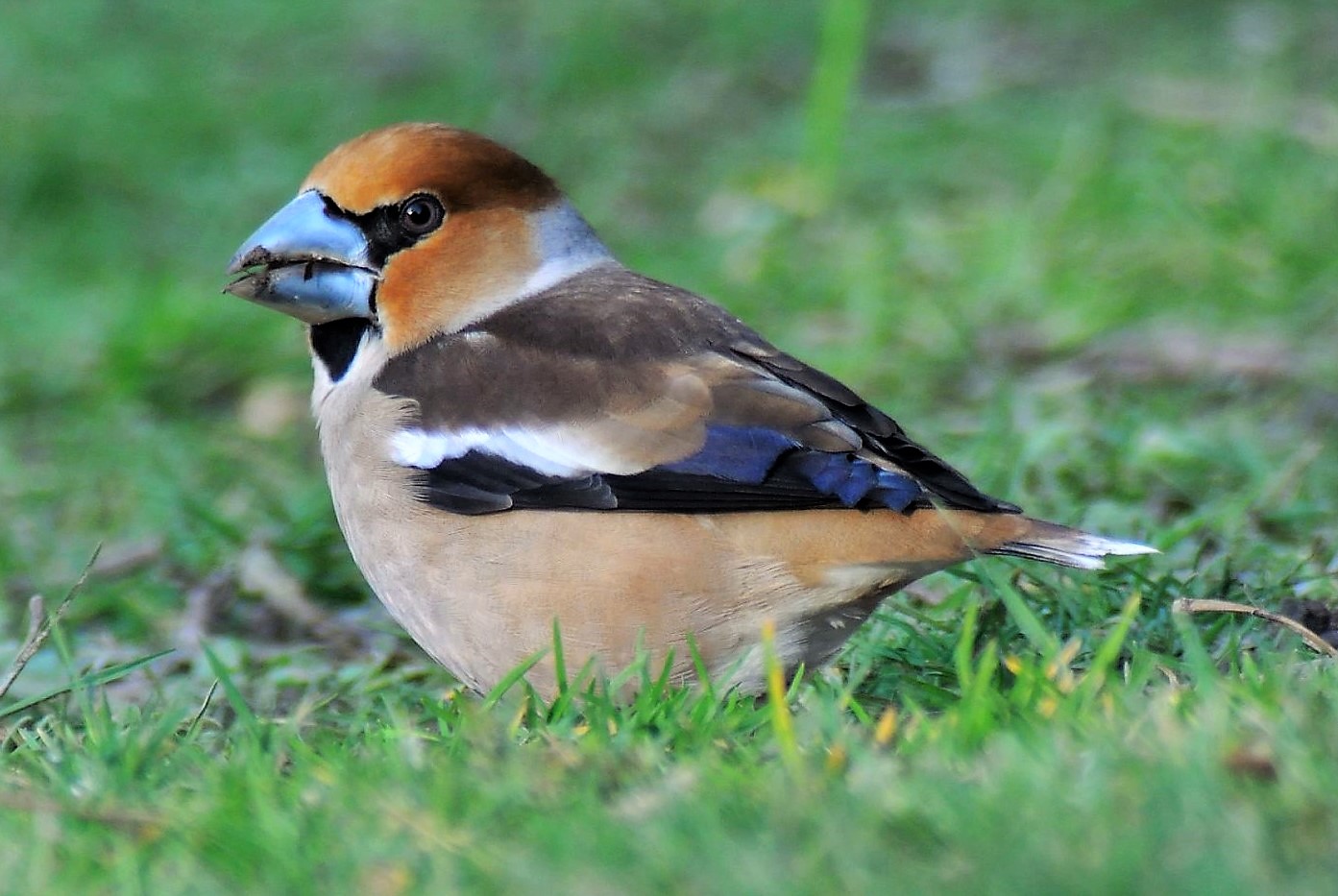 Hawfinch by Jon Theobald - BirdGuides