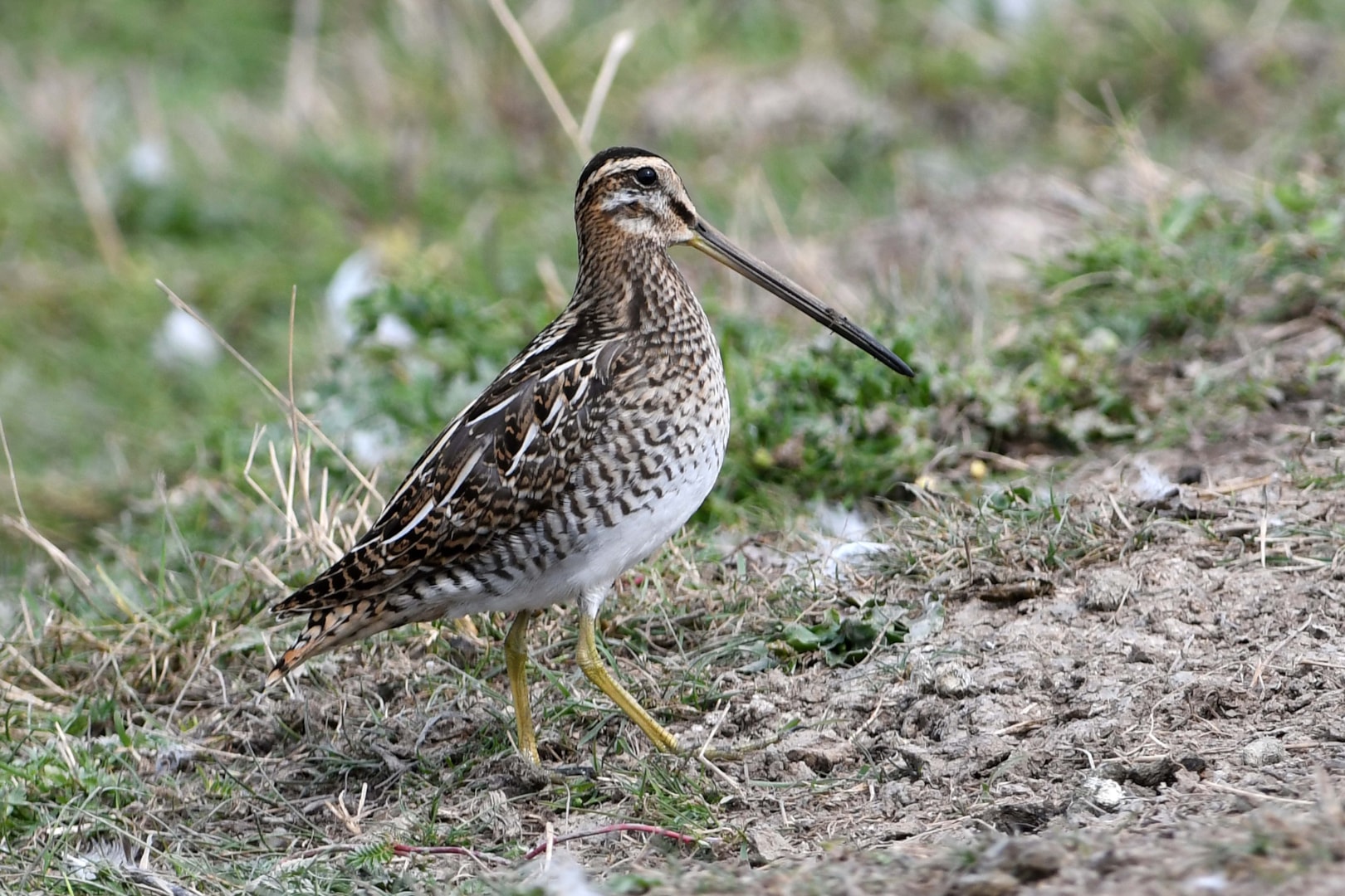 Common Snipe by Nick Appleton - BirdGuides