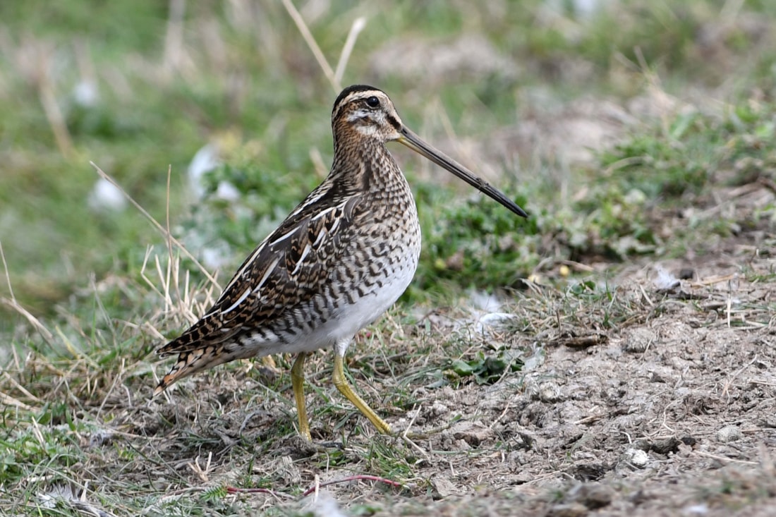 Common Snipe by Nick Appleton - BirdGuides