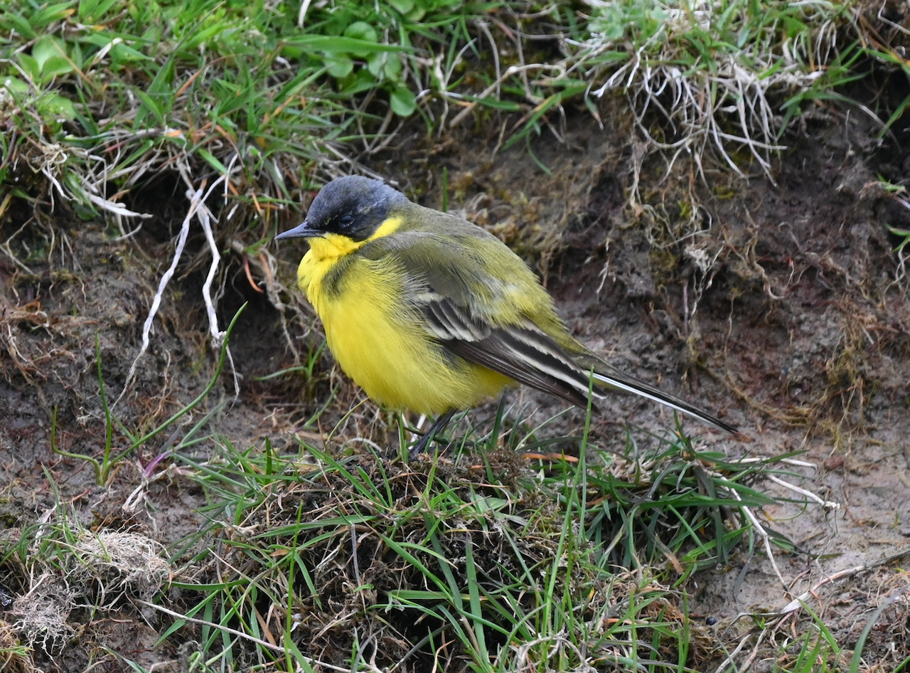 Grey-headed Wagtail by Roger Ridley - BirdGuides