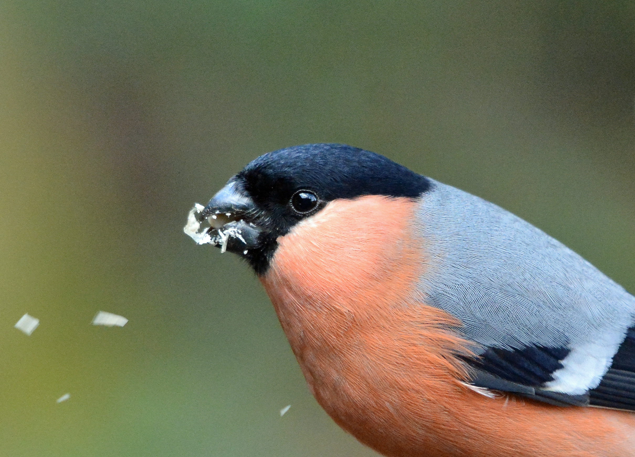 Details : Northern Bullfinch - BirdGuides