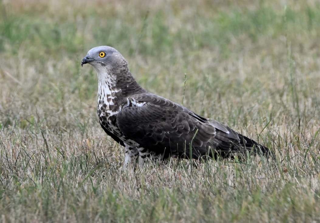 European Honey Buzzard by W Schulenburg - BirdGuides