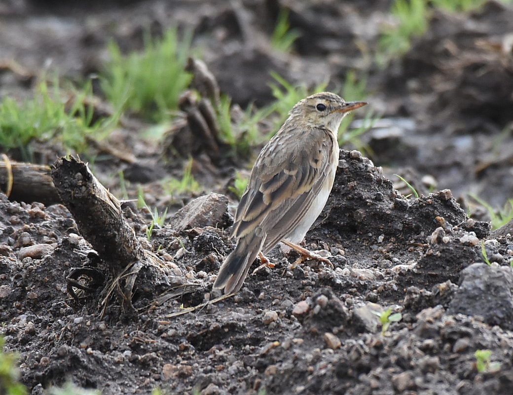 Paddyfield Pipit by John Rowe - BirdGuides