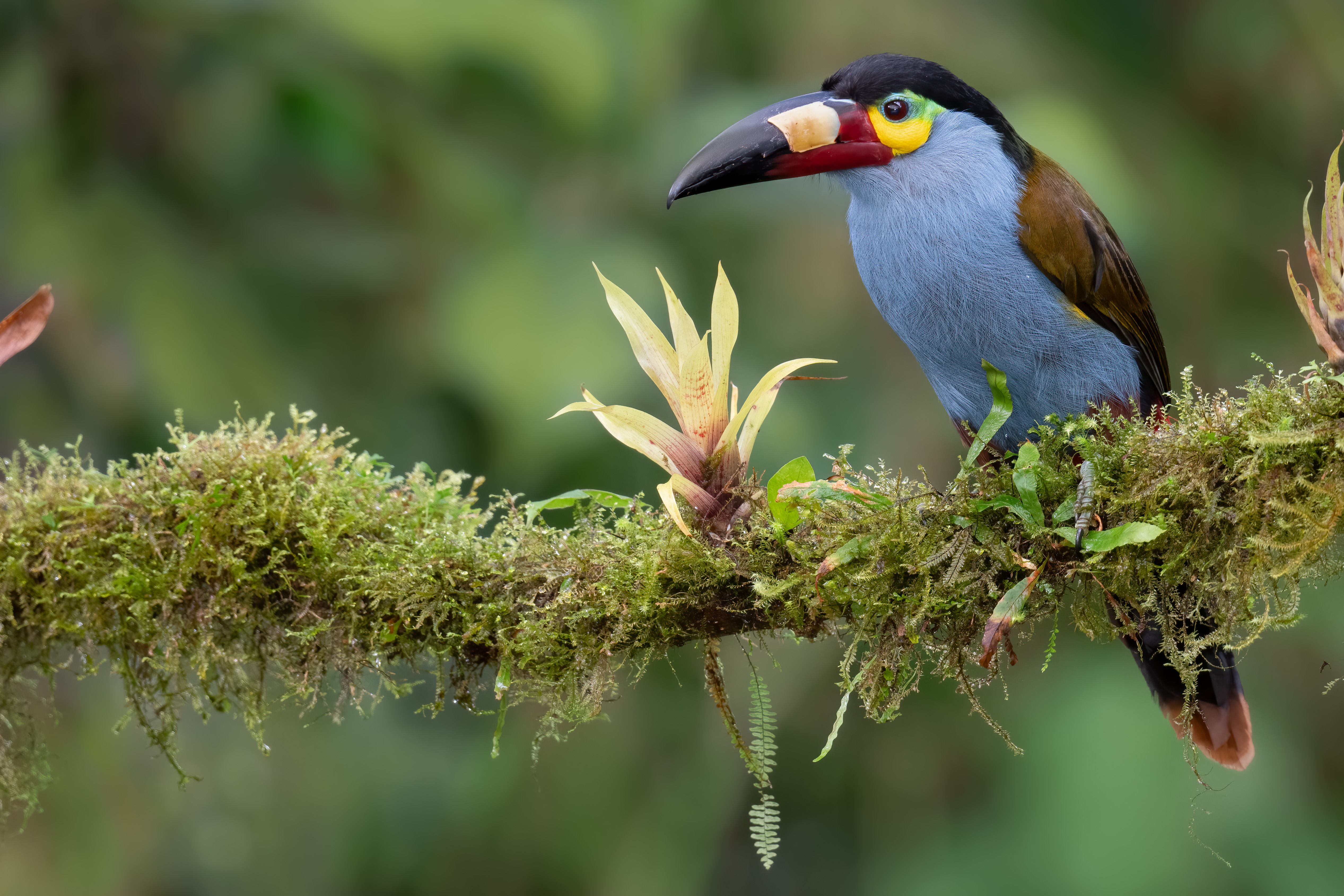 Plate-billed Mountain Toucan by Benjamin Lucking - BirdGuides