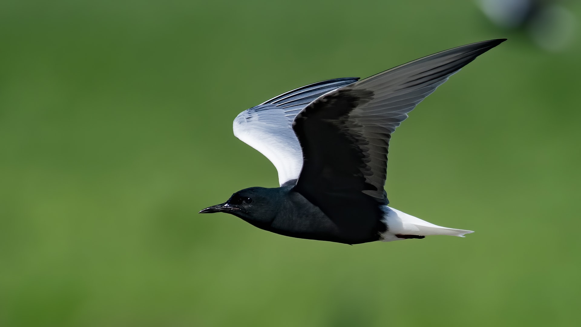 White-winged Tern by Ogün Aydin - BirdGuides