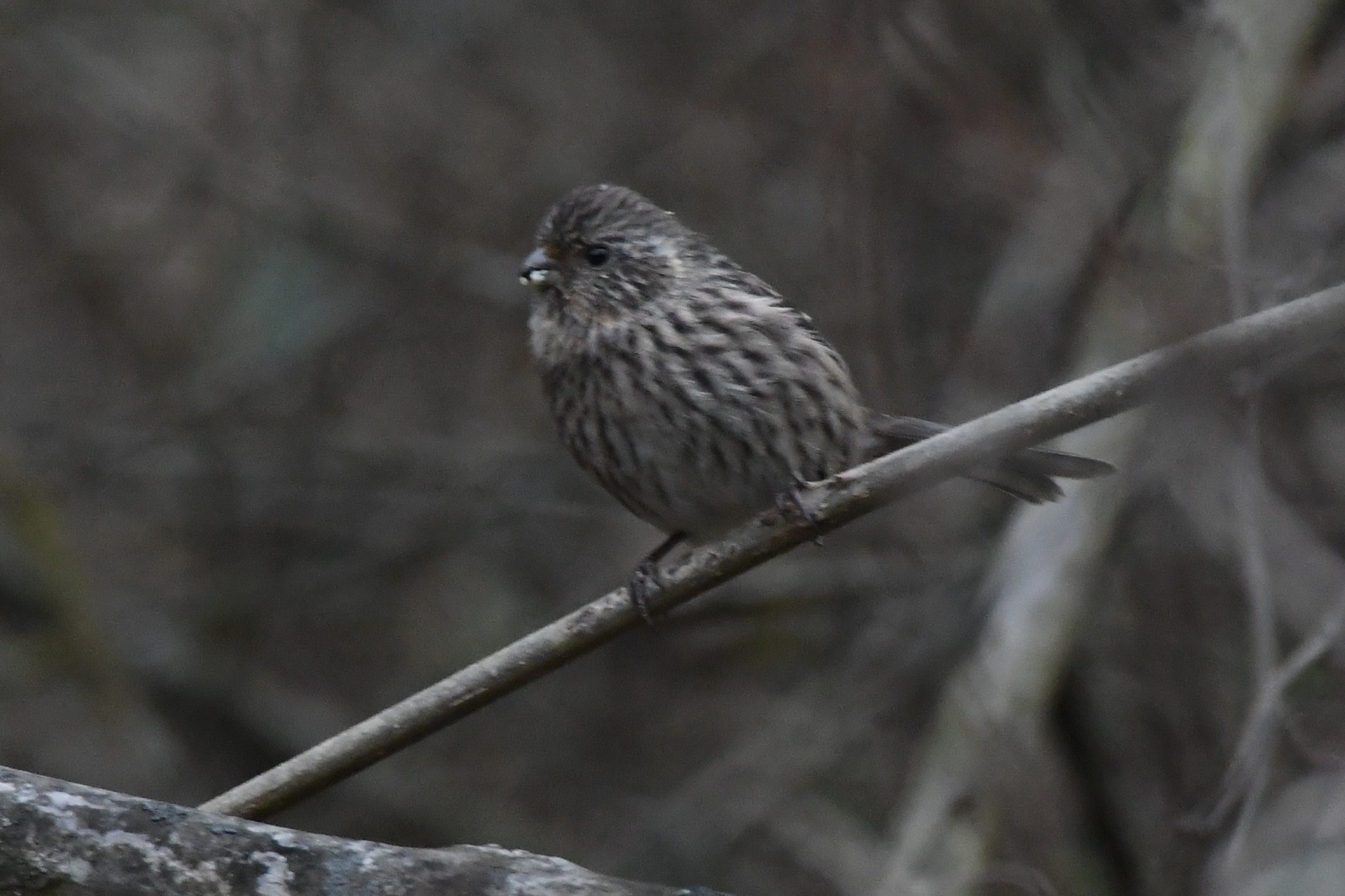 Details : Long-tailed Rosefinch - BirdGuides