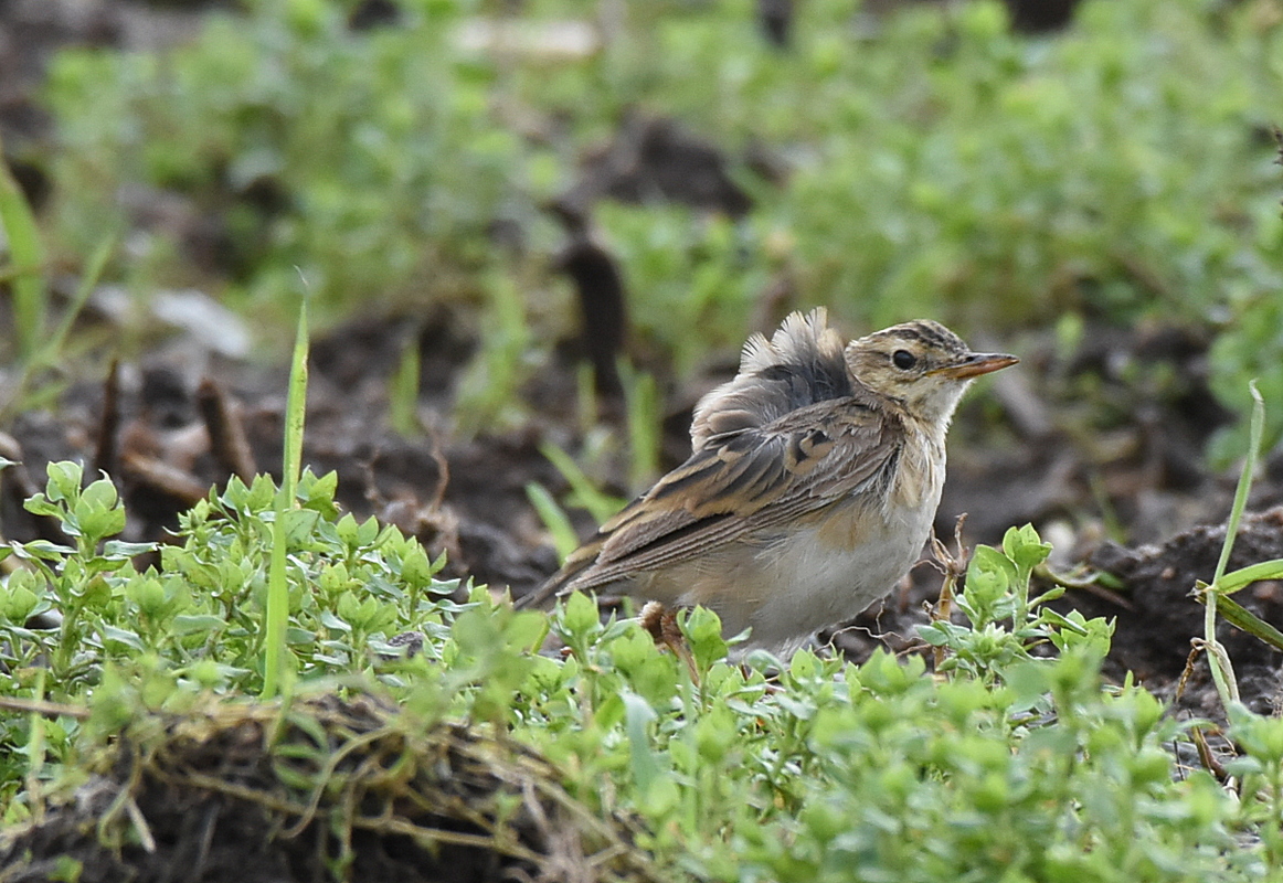 Details : Paddyfield Pipit - BirdGuides