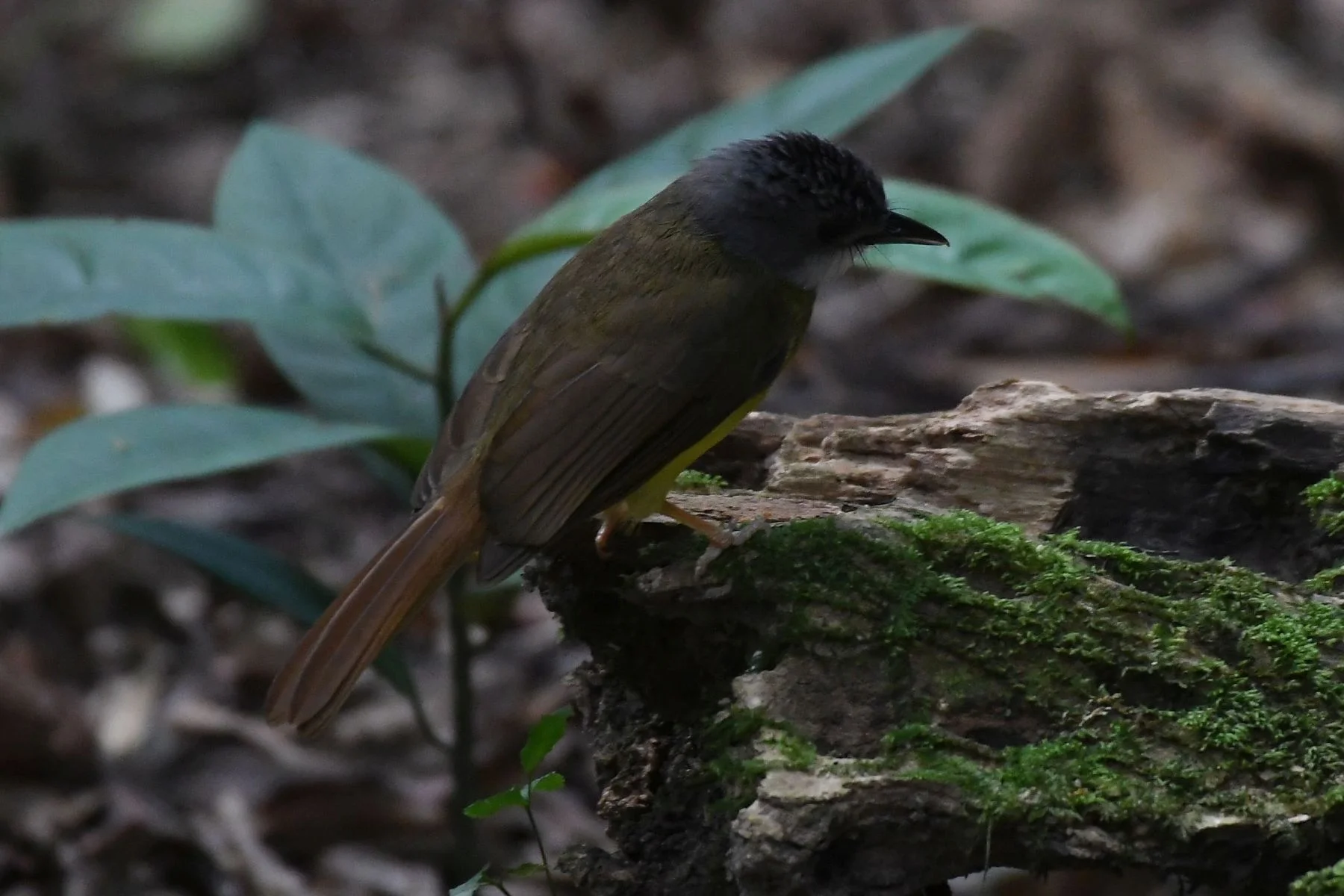 Details : Yellow-bellied Bulbul - BirdGuides
