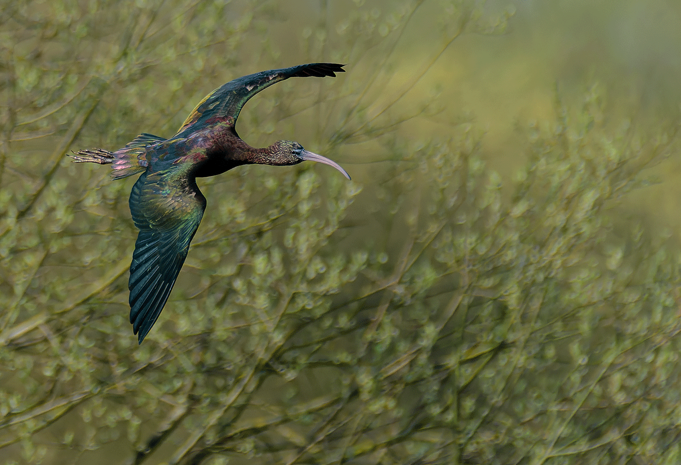 Glossy Ibis by Richard Venn - BirdGuides