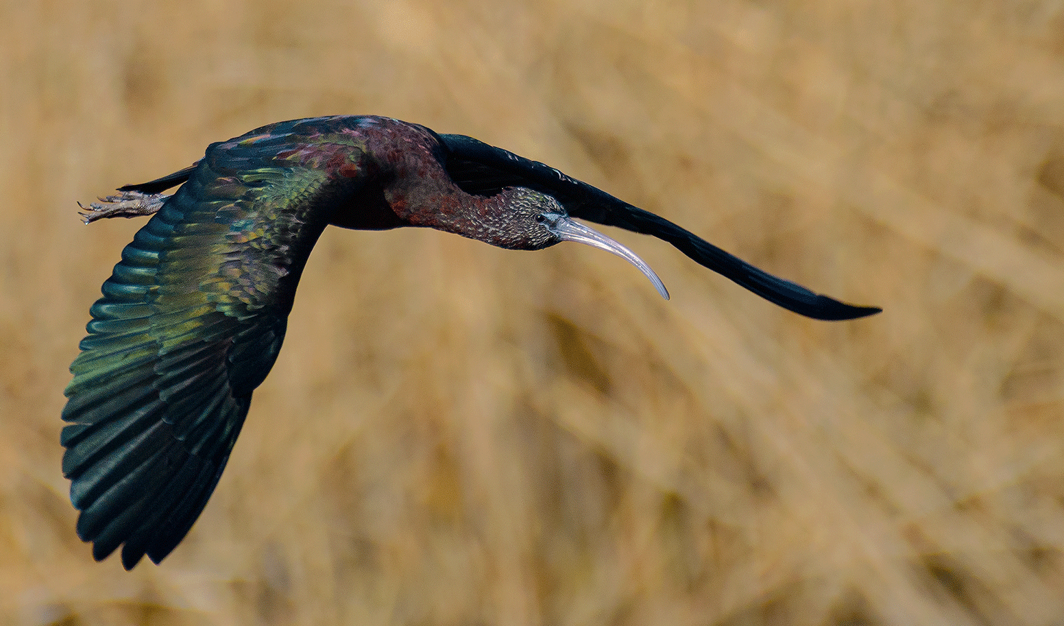 Glossy Ibis by Richard Venn - BirdGuides