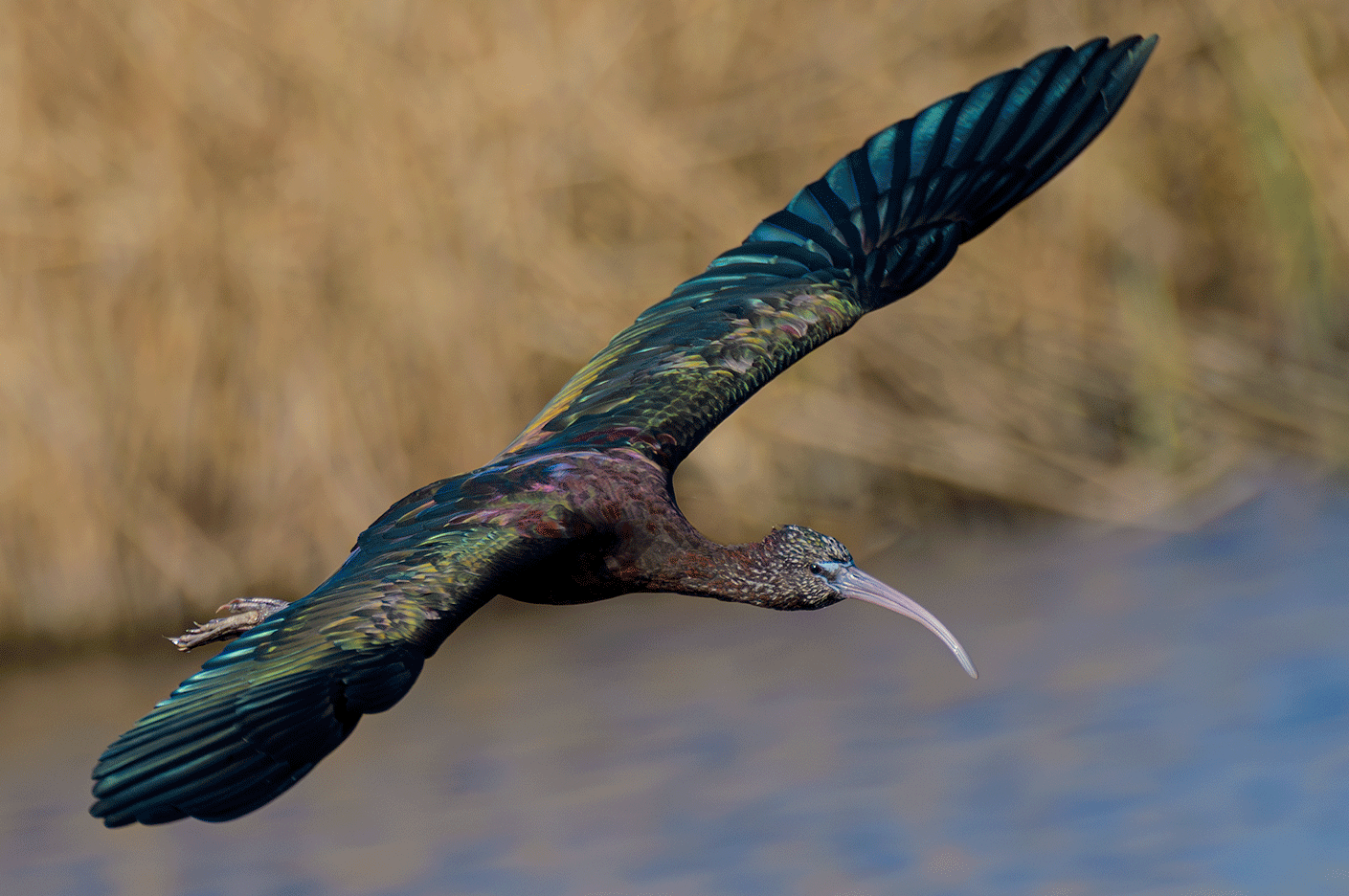 Glossy Ibis by Richard Venn - BirdGuides