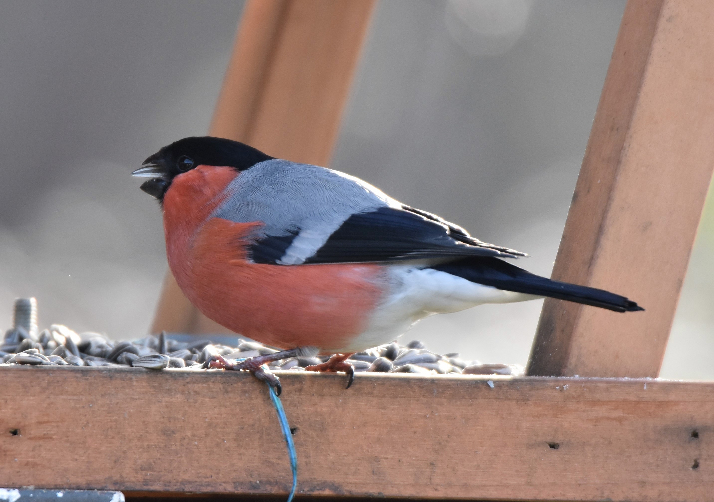 Details : Northern Bullfinch - BirdGuides