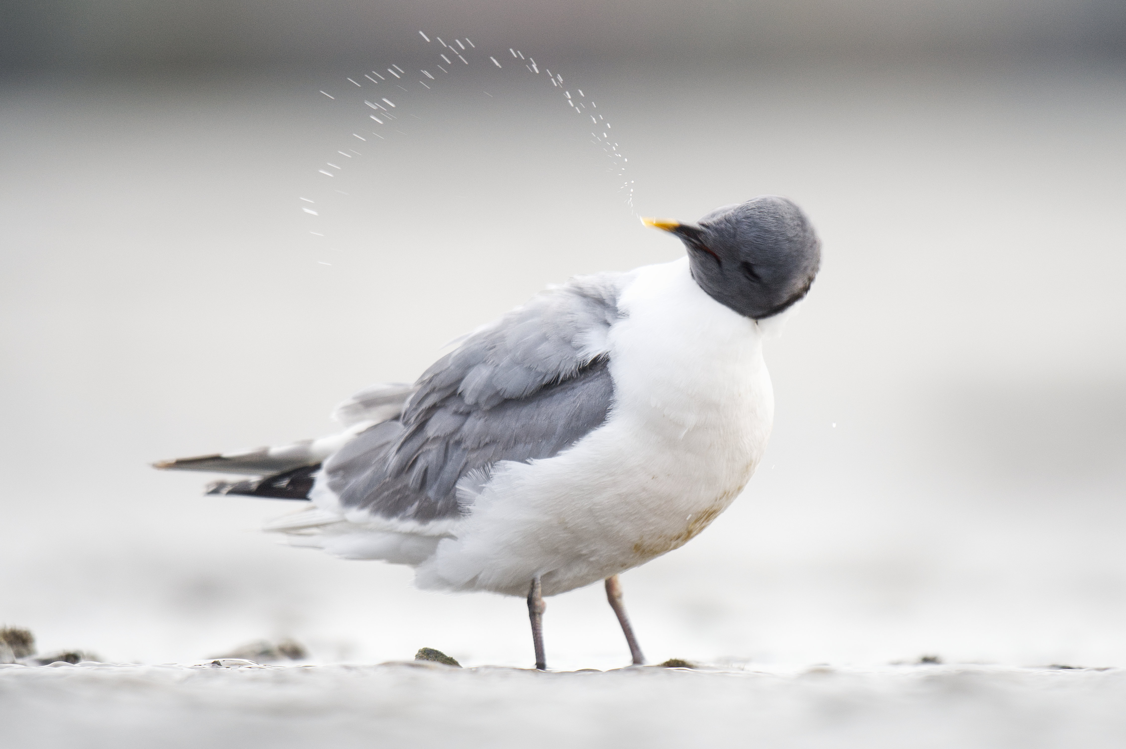 Sabine's Gull by Jonathan Bull - BirdGuides