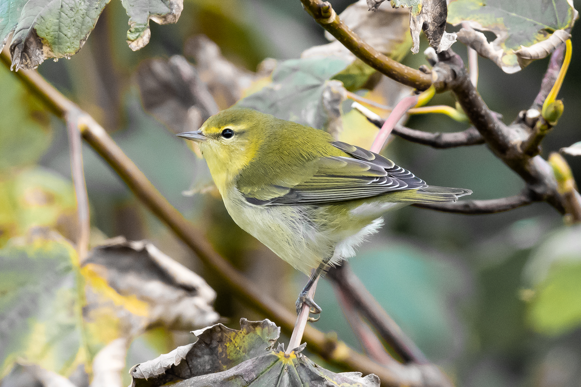 Details : Tennessee Warbler - BirdGuides