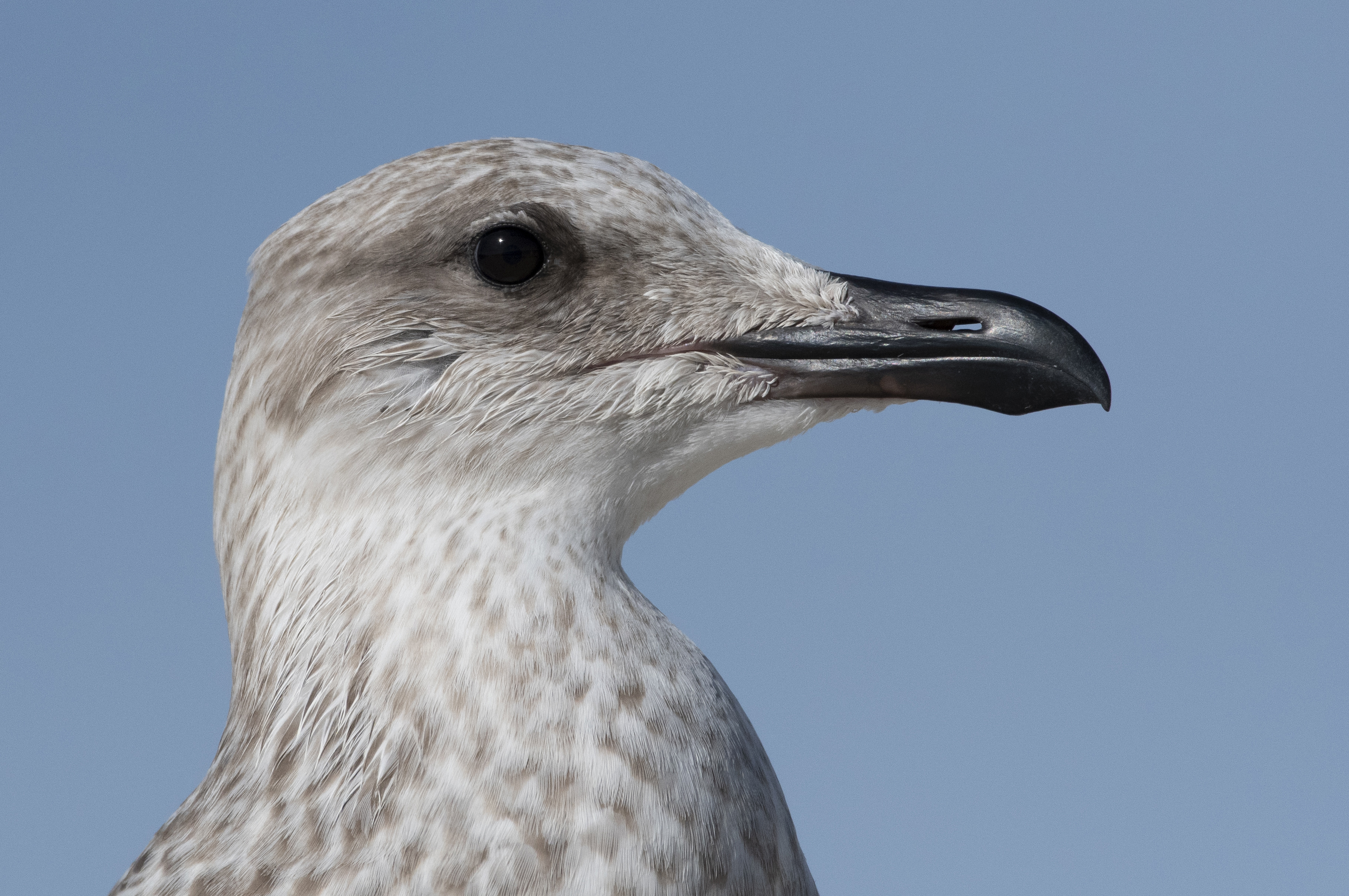 Details : Yellow-legged Gull - BirdGuides